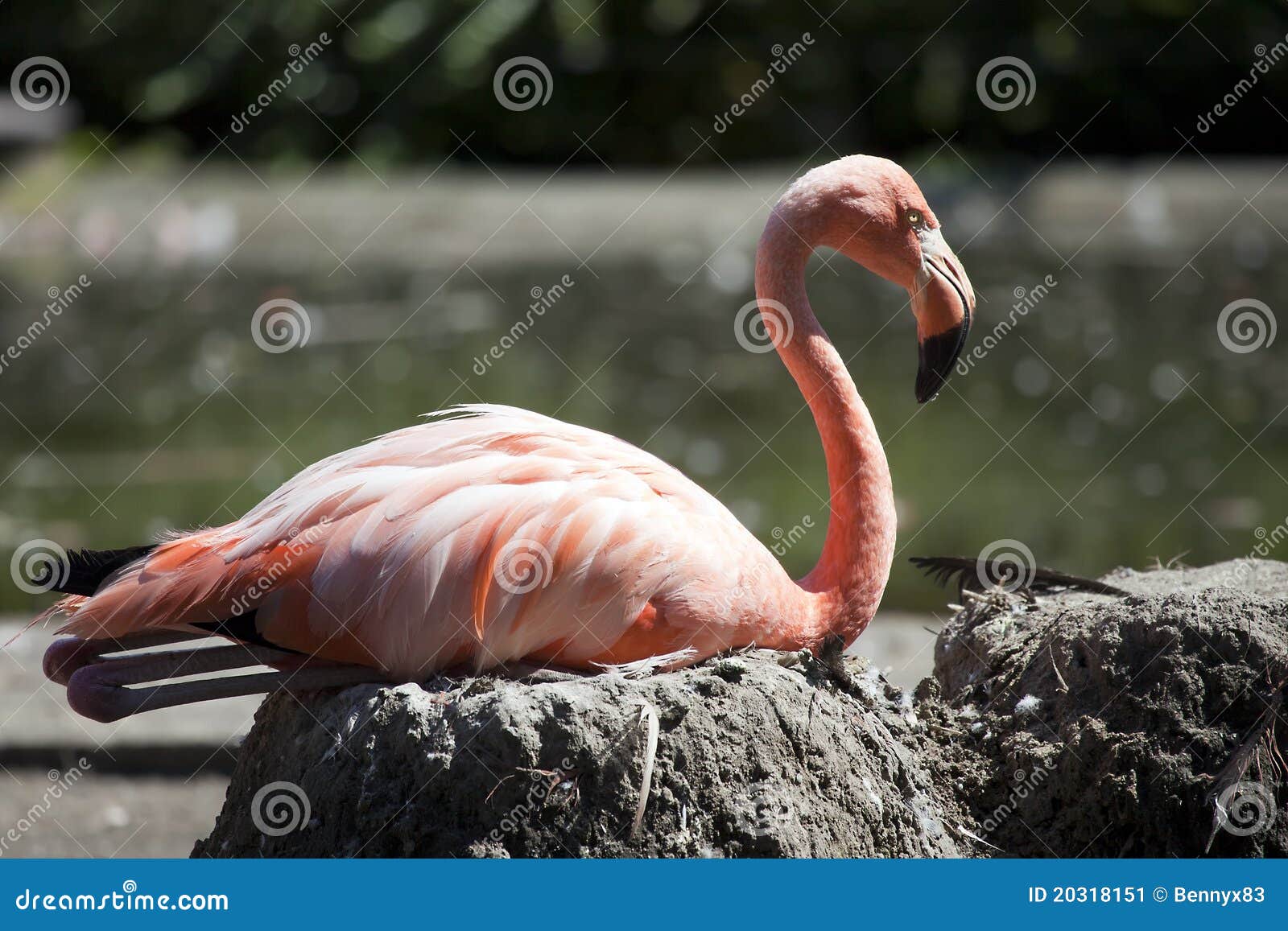 De Zitting Van De Flamingo Op Nest Stock Afbeelding - Image of roze ...