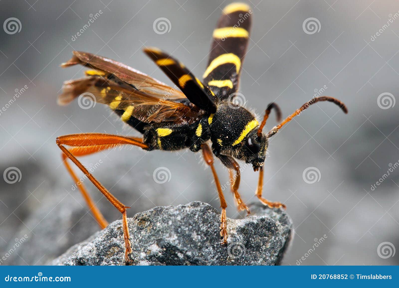 De Zitting Van De Kever Van De Wesp Op Rots Stock Foto - Image of ...