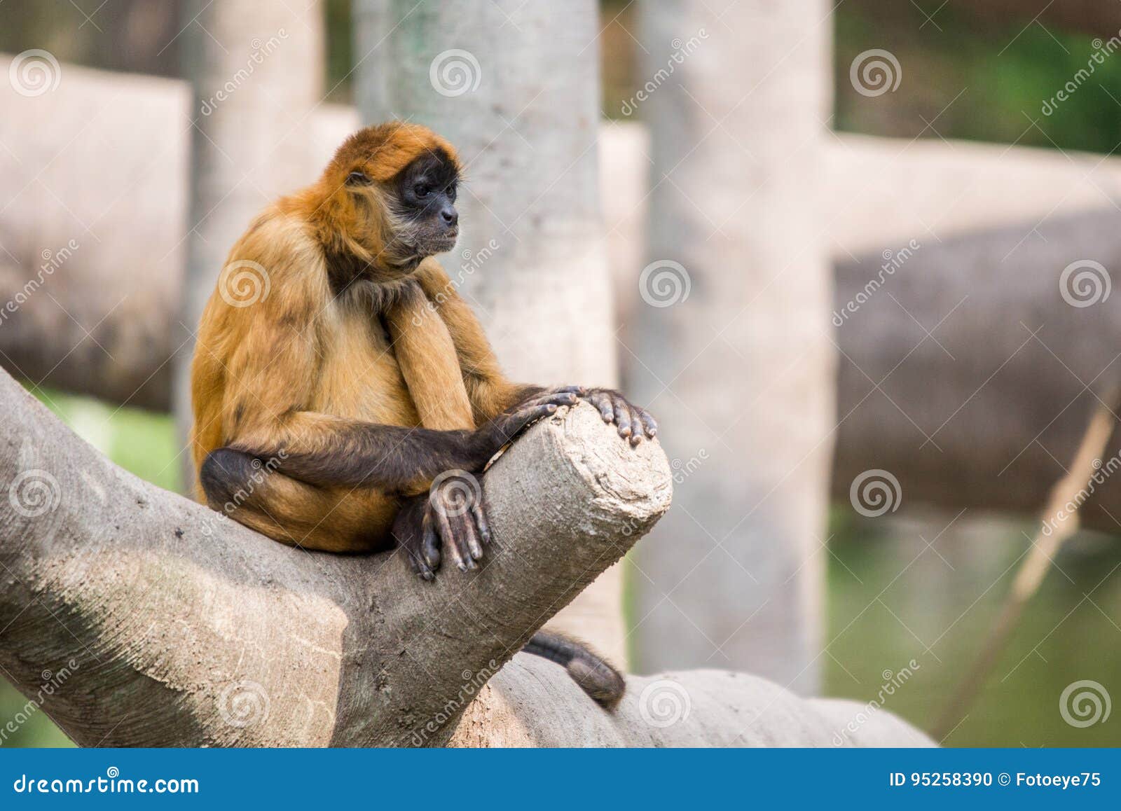 De Zitting Van De Spinaap Op Boom Stock Foto - Image of dier ...