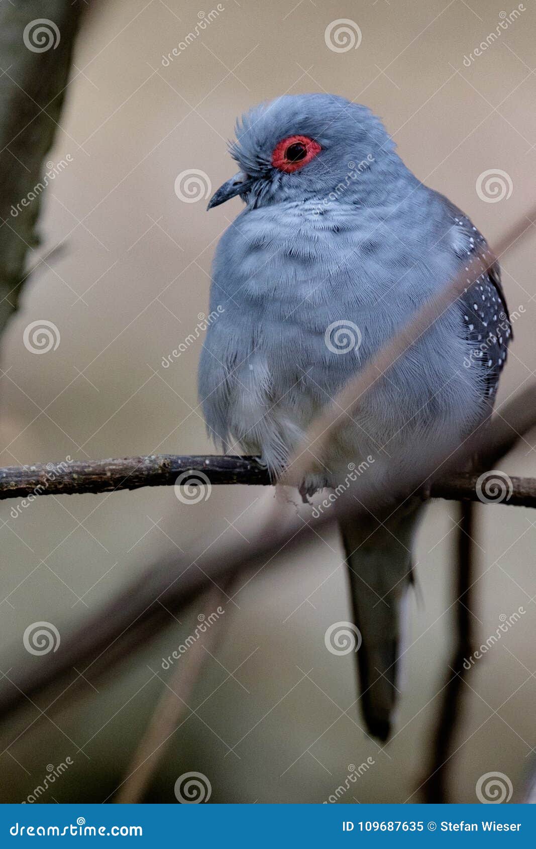 De Zitting Van De Diamantduif Op Een Tak Stock Afbeelding - Image of ...