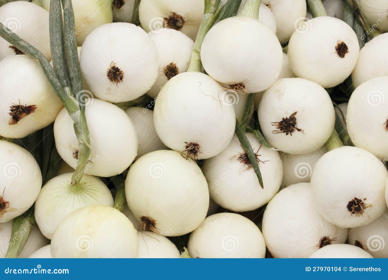 De Zoete Uien Van Walla Van Walla Stock Foto - Image of groot, voeding: 27970104