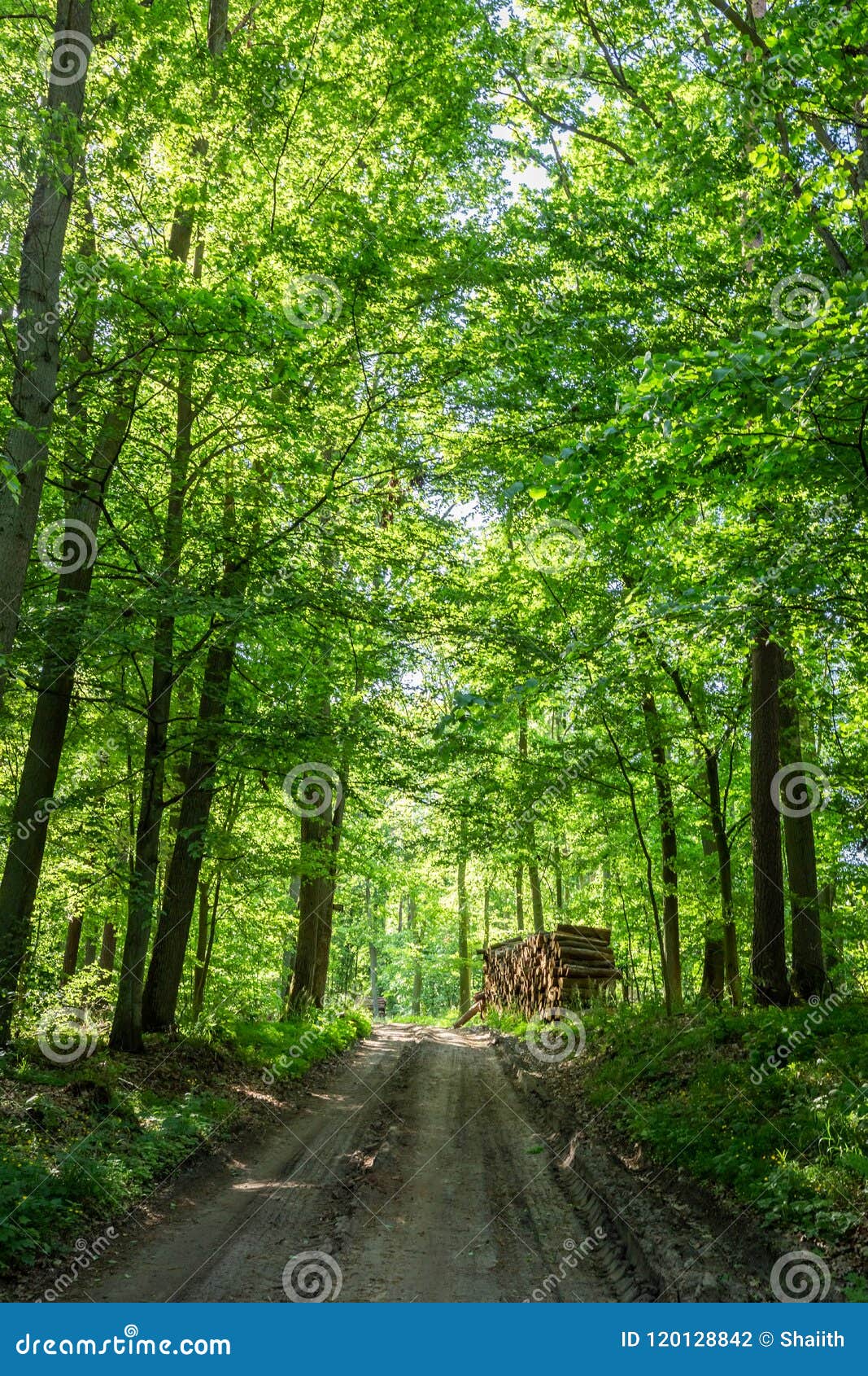 De Zonnige Lente in Het Groene Bos Stock Foto - Image of zonsondergang ...