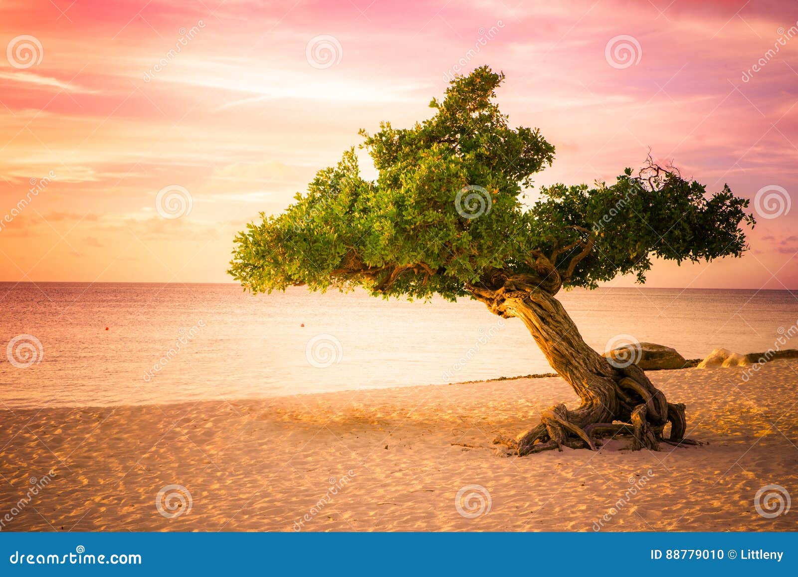 De Zonsondergang Van Aruba Divi Divi Tree Stock Foto - Image of ...