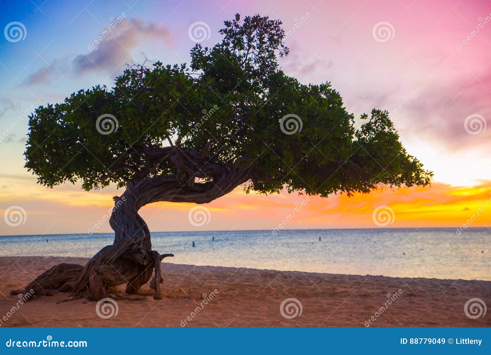 De Zonsondergang Van Aruba Divi Divi Tree Stock Afbeelding - Image of ...