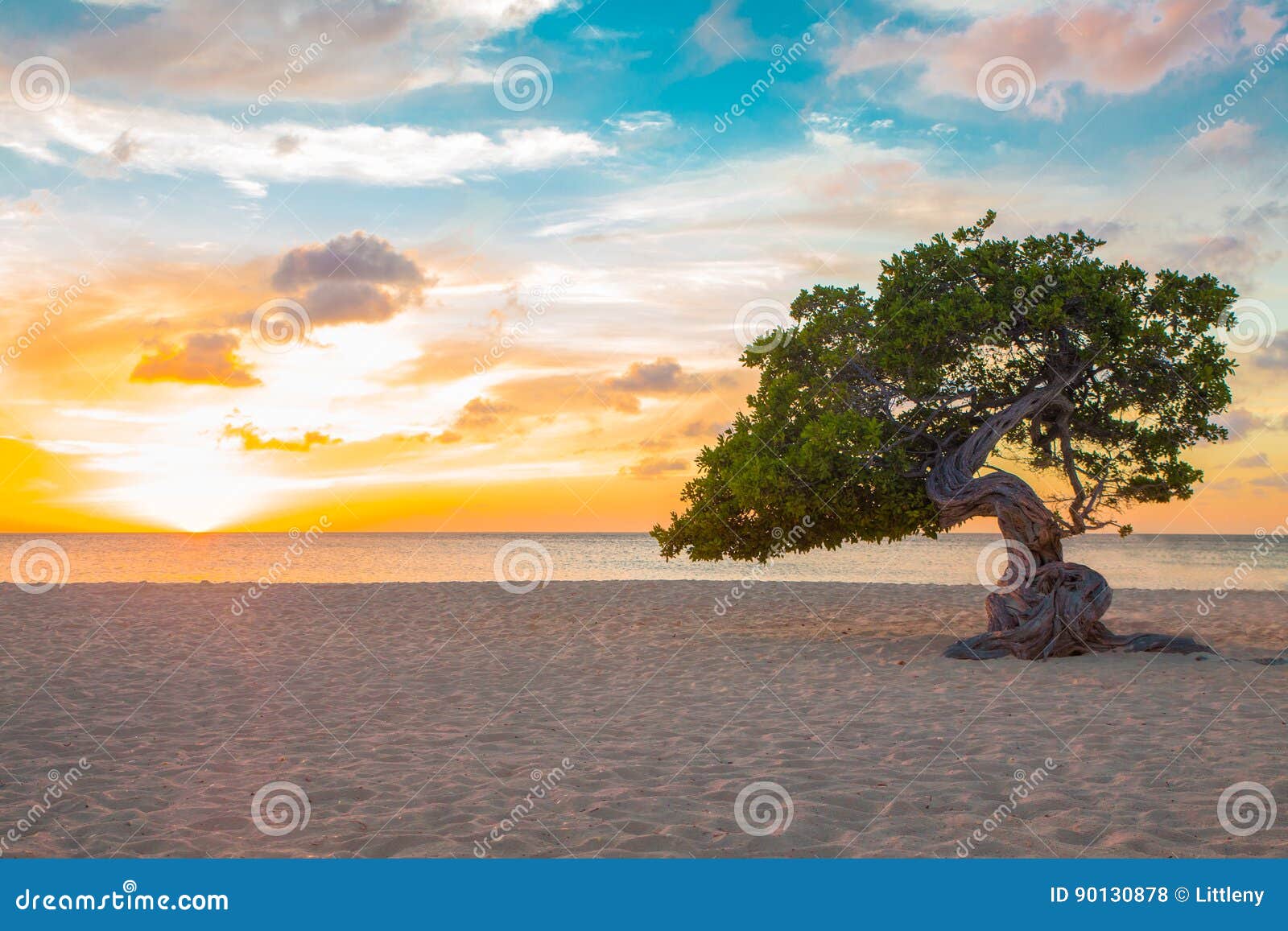 De Zonsondergang Van Aruba Divi Divi Tree Stock Foto - Afbeelding ...
