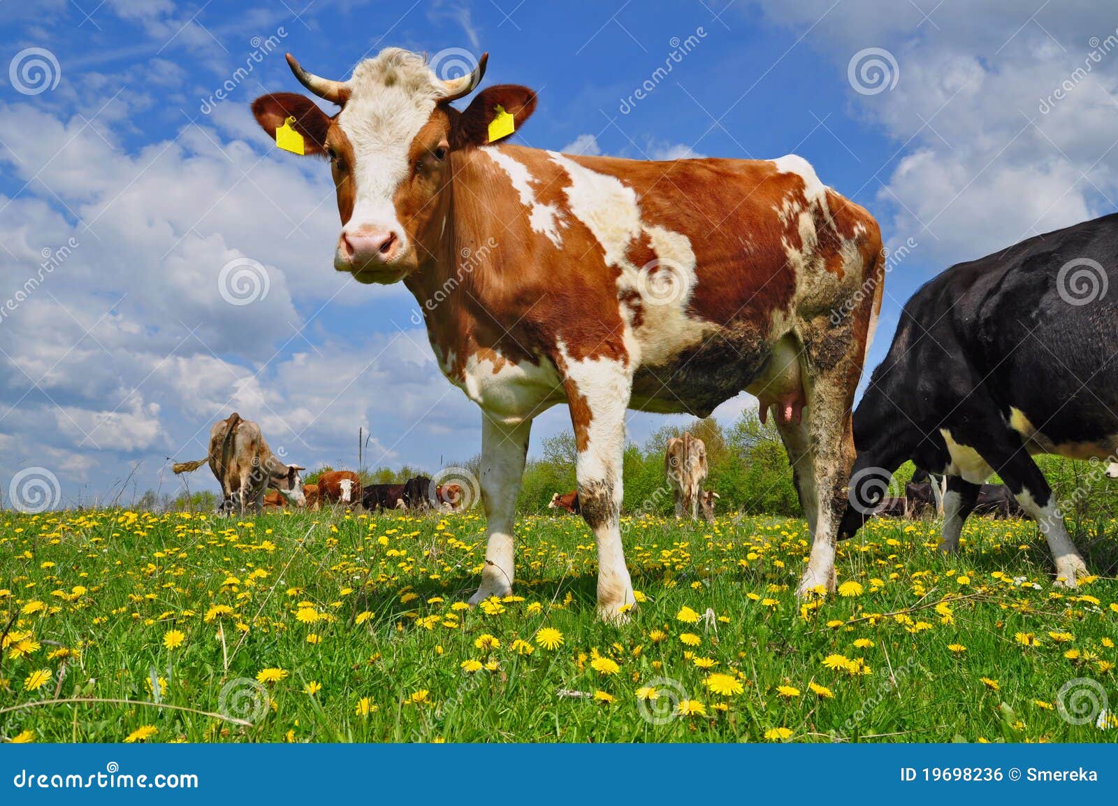 De Zoon Van De Koe Een De Zomerweiland Stock Foto - Image of begrazing ...