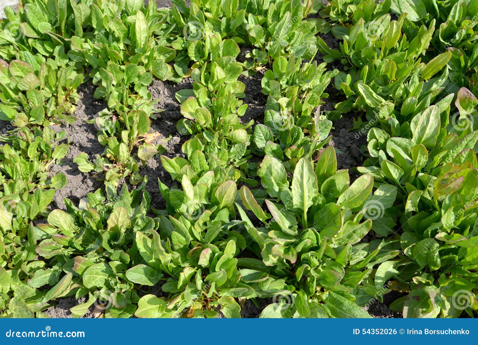 De Zure Zuring Groeit Op Een Bed Stock Foto - Image of mensen, zonder ...