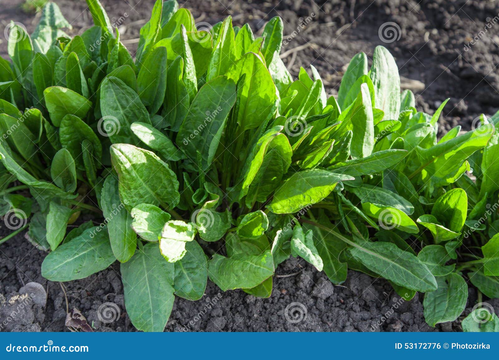 De Zuring Groeit in De Tuin Stock Foto - Image of land, oogst: 53172776