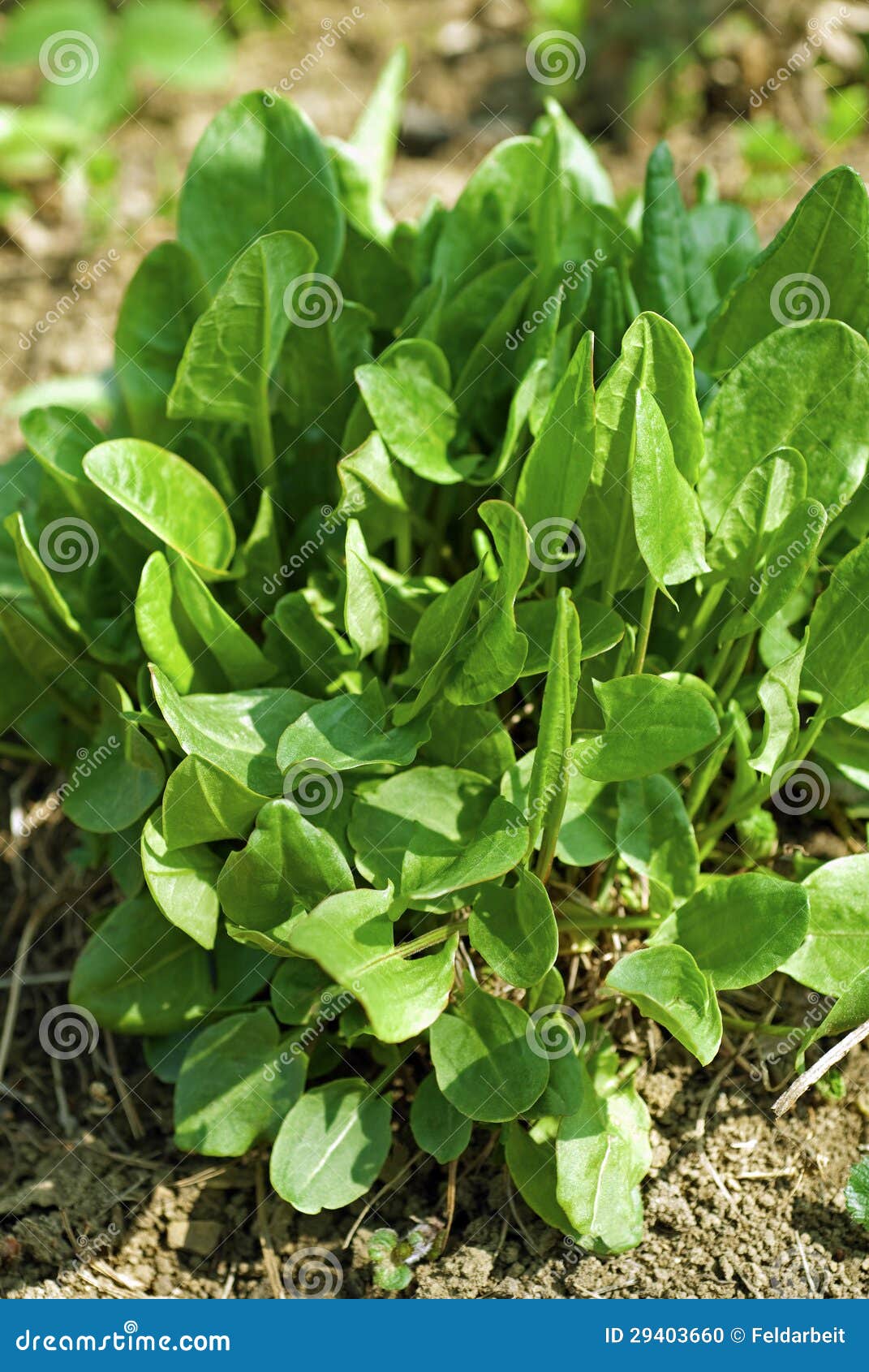 De zuring van de tuin stock foto. Image of ingrediënt - 29403660