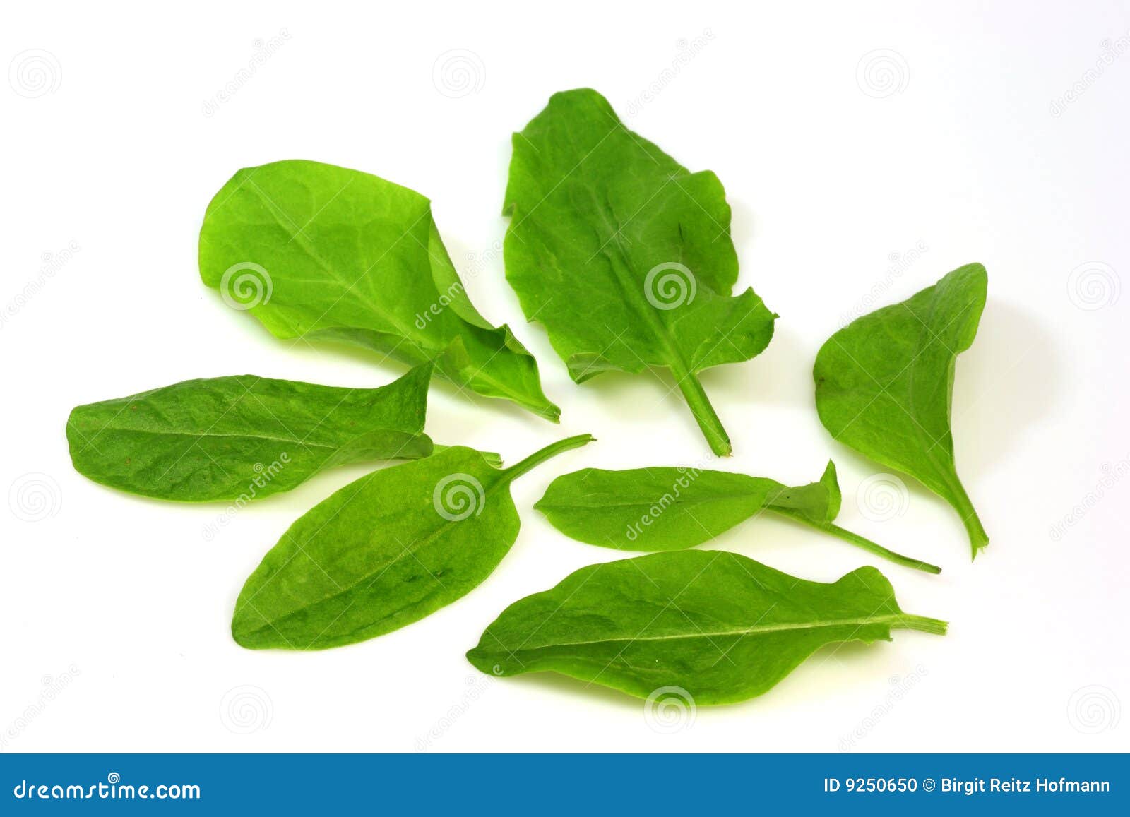 De zuring van de tuin stock foto. Image of kruiden, oogst - 9250650