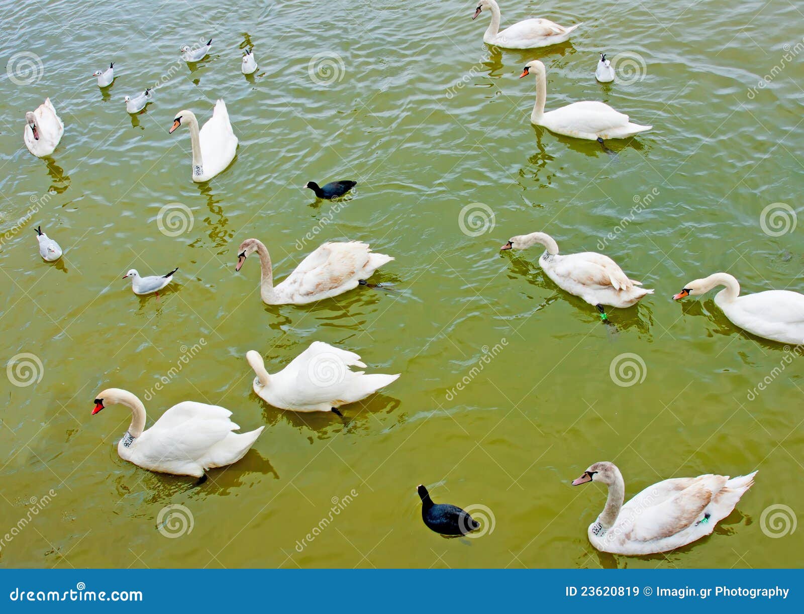 De zwanen stock afbeelding. Image of park, vakantie, aantrekkelijk ...