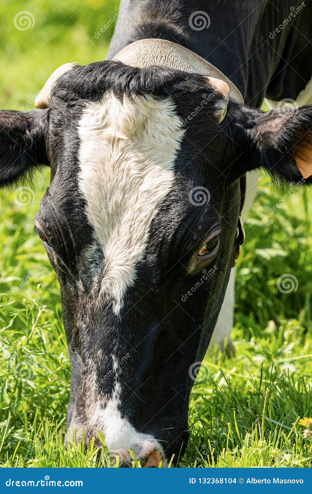 De Zwart-witte Koe Eet Het Groene Gras Stock Foto - Image of gras, eten ...
