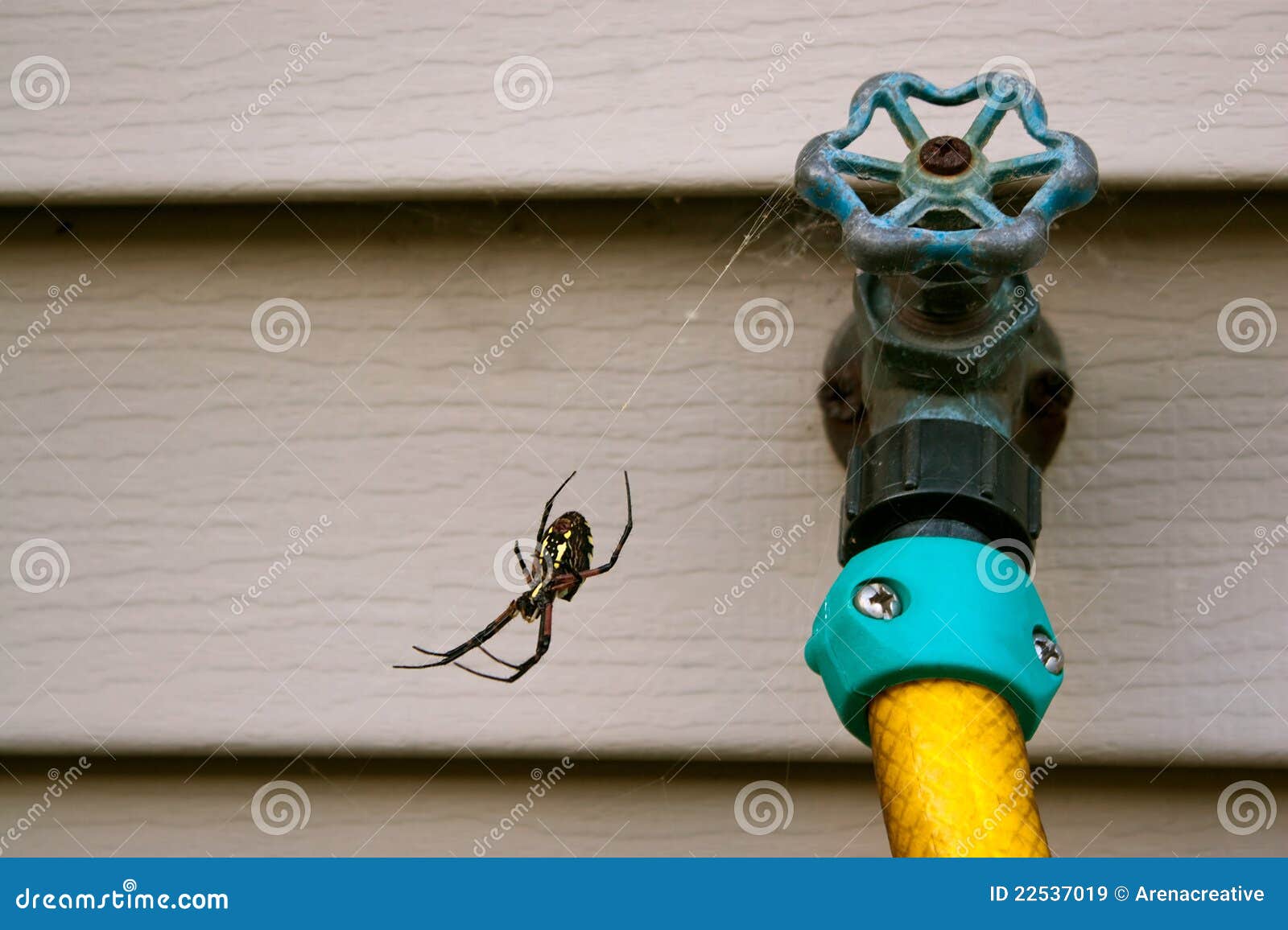 De Zwarte En Gele Orb Spin Van De Wever Stock Afbeelding - Image of ...