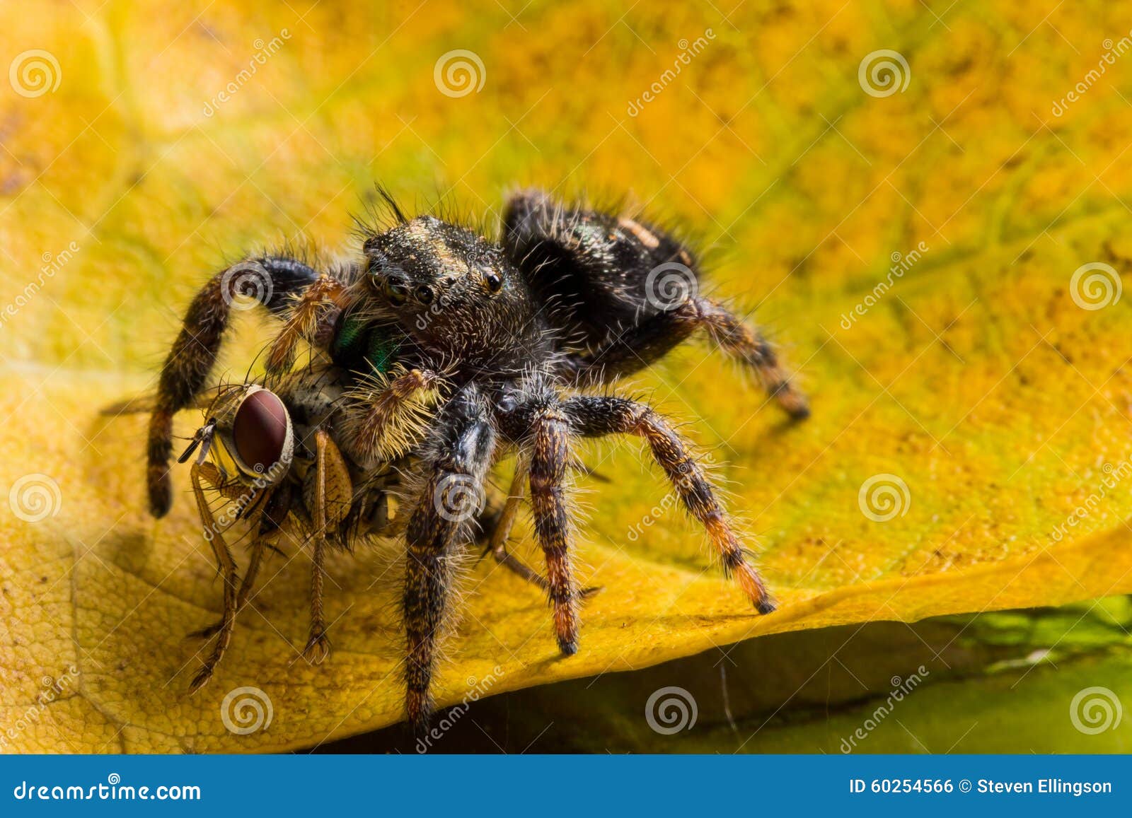 De Zwarte Het Springen Spin Eet Vlieg Met Rode Ogen Stock Foto - Image ...