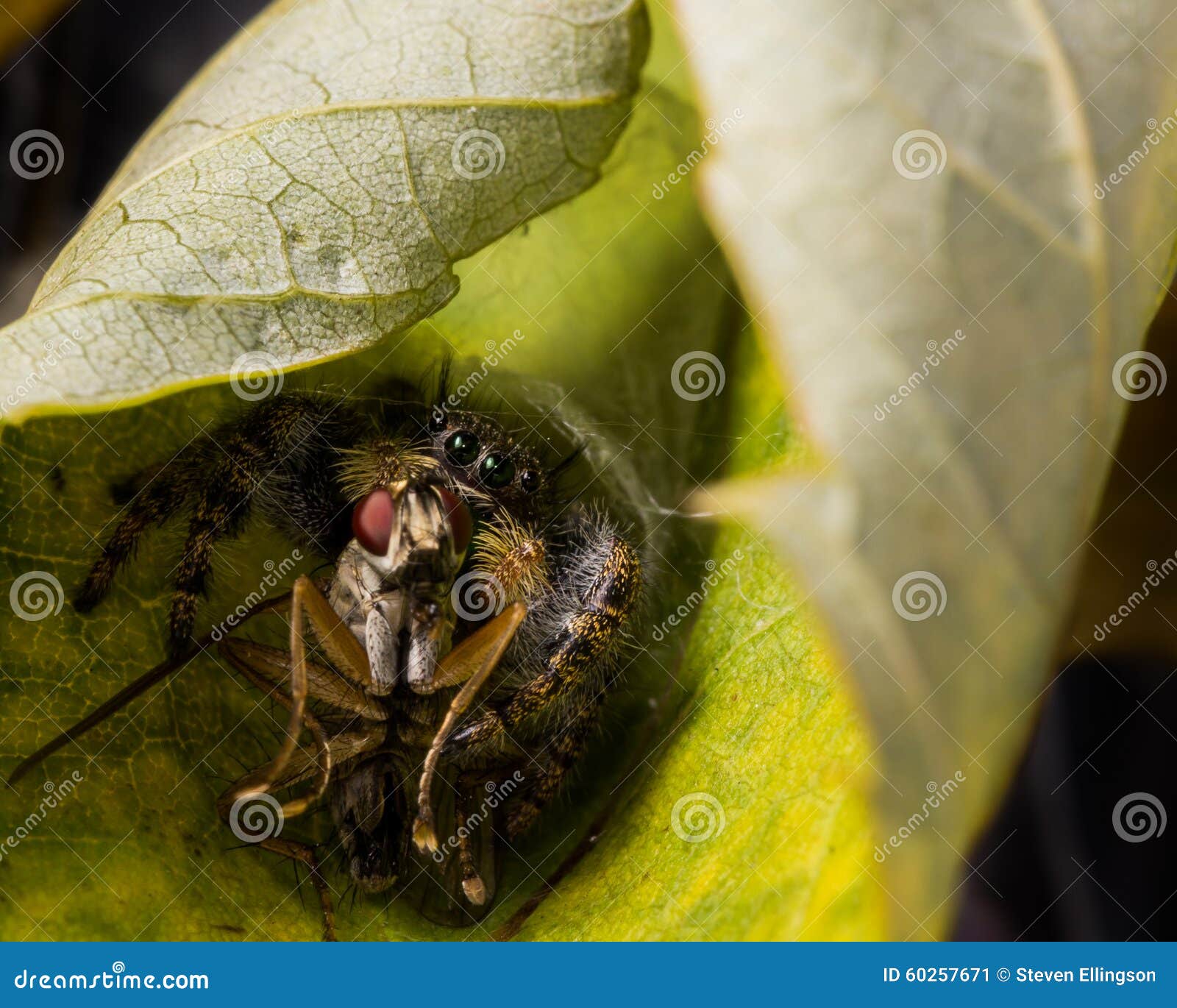 De Zwarte Het Springen Spin Eet Vlieg Met Rode Ogen Stock Afbeelding ...