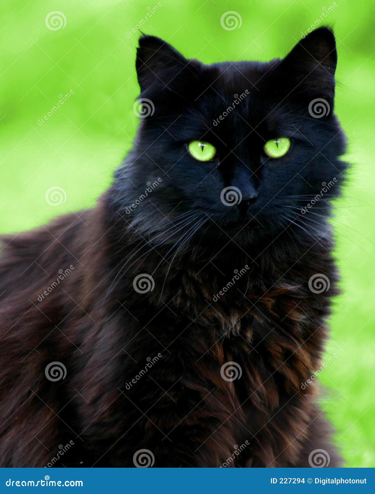 De zwarte Kat staart stock foto. Image of verbluffend, huisdier - 227294