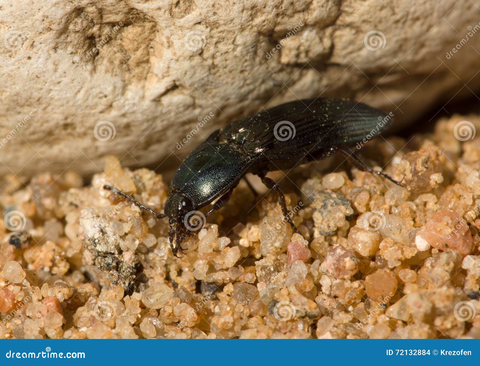 De zwarte kever stock foto. Image of insecten, dieren - 72132884