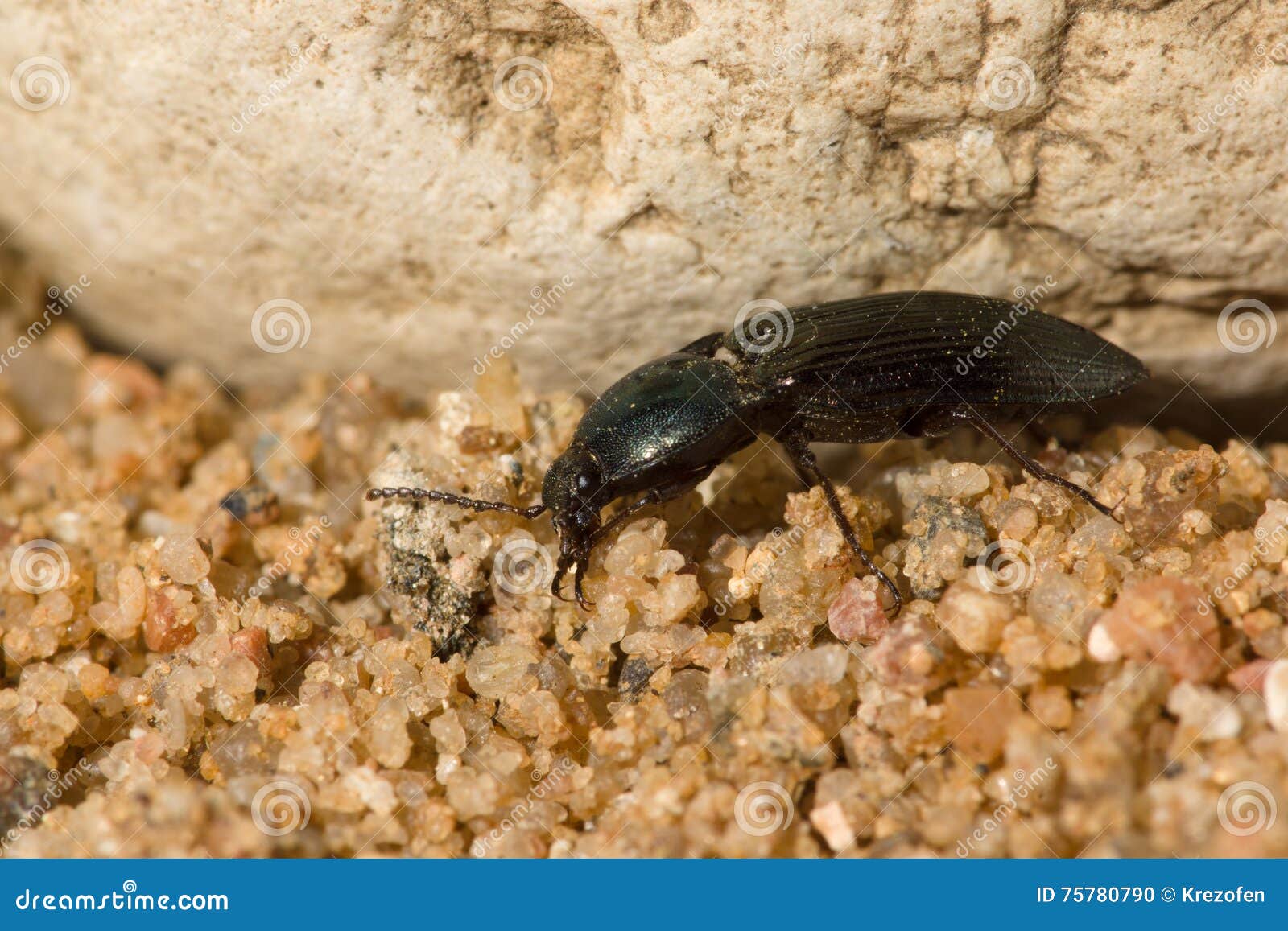 De zwarte kever stock foto. Image of aanraking, nave - 75780790