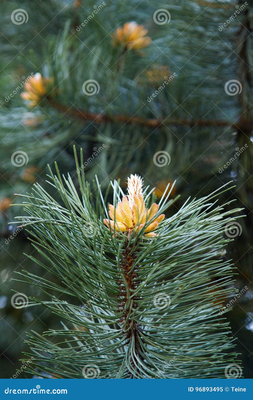 De Zwarte pijnboom stock afbeelding. Image of decoratie - 96893495