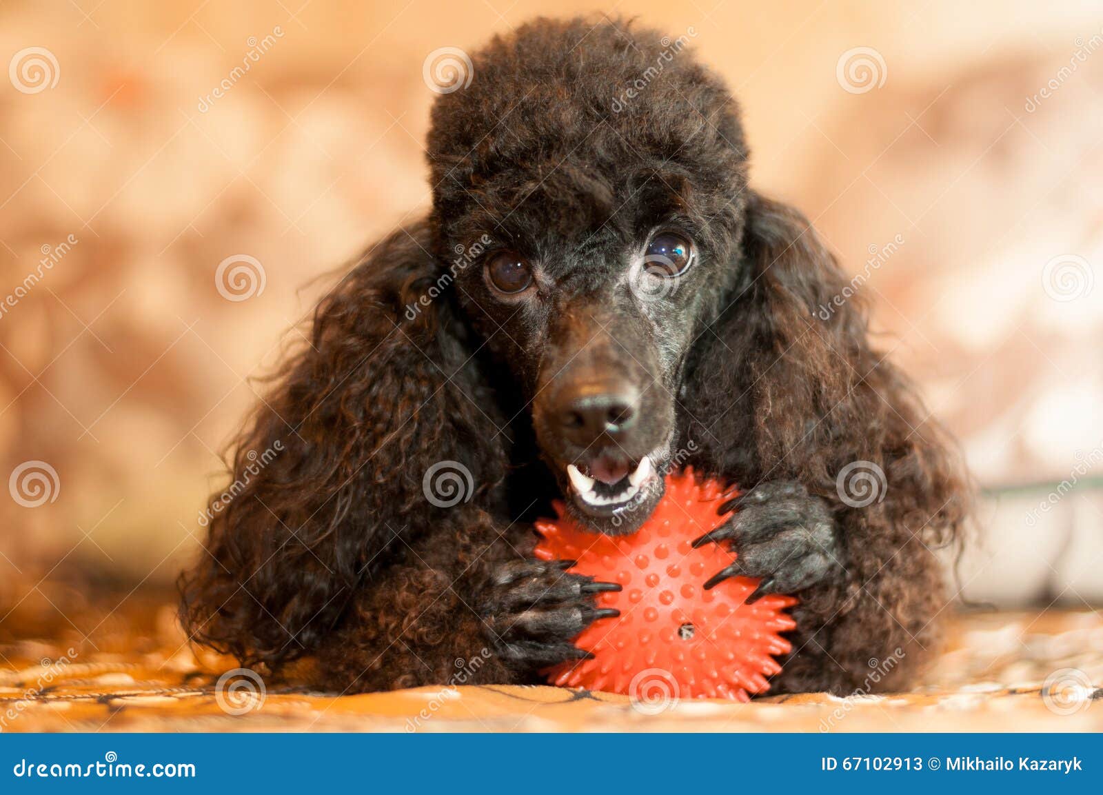 De Zwarte Poedel is Met Een Rode Bal Stock Afbeelding - Image of dier ...