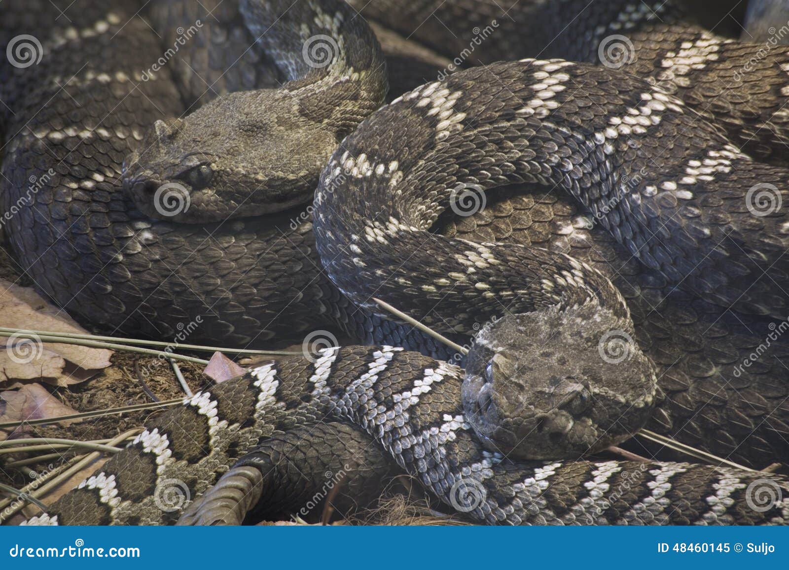 De Zwarte Ratelslang Van Arizona Stock Afbeelding - Image of leefgebied ...