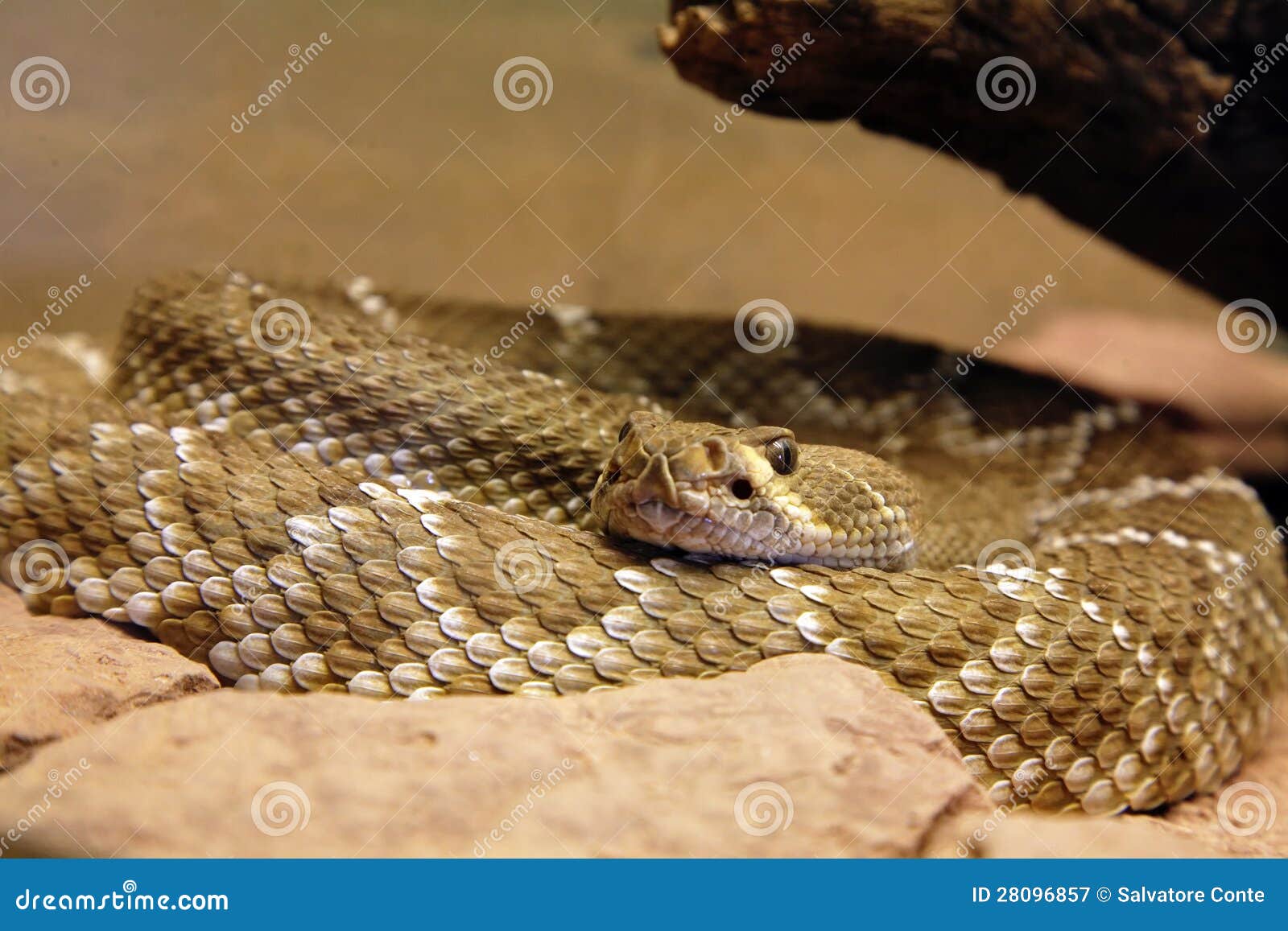 De Zwarte Ratelslang Van Arizona - Crotalus Stock Afbeelding - Image of ...