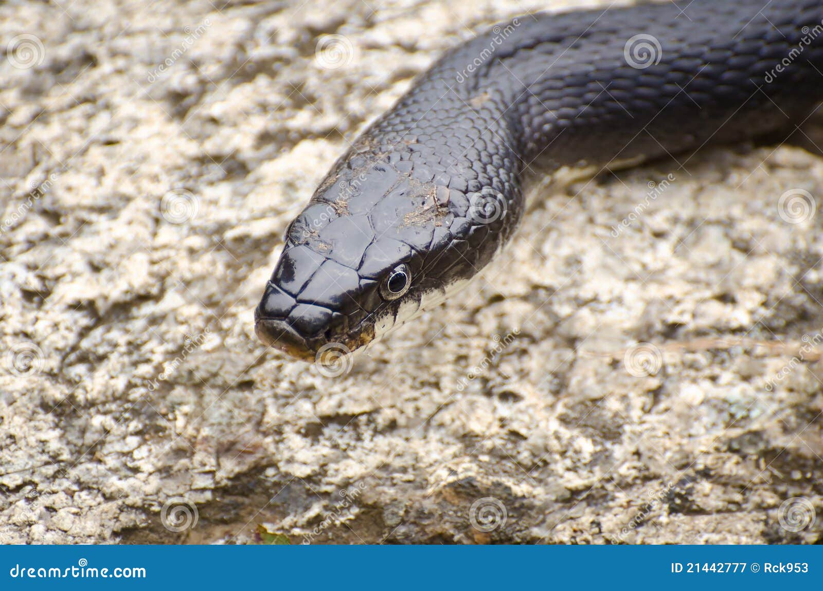 De zwarte Slang van de Rat stock afbeelding. Image of beteken - 21442777