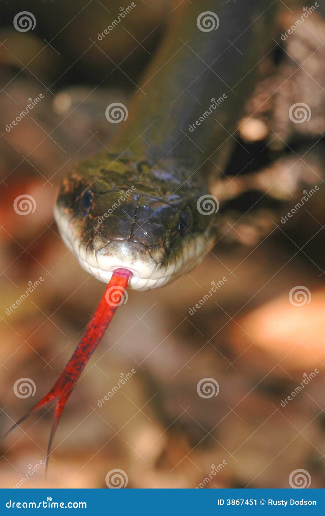 De zwarte Slang van de Rat stock afbeelding. Image of reptiel - 3867451