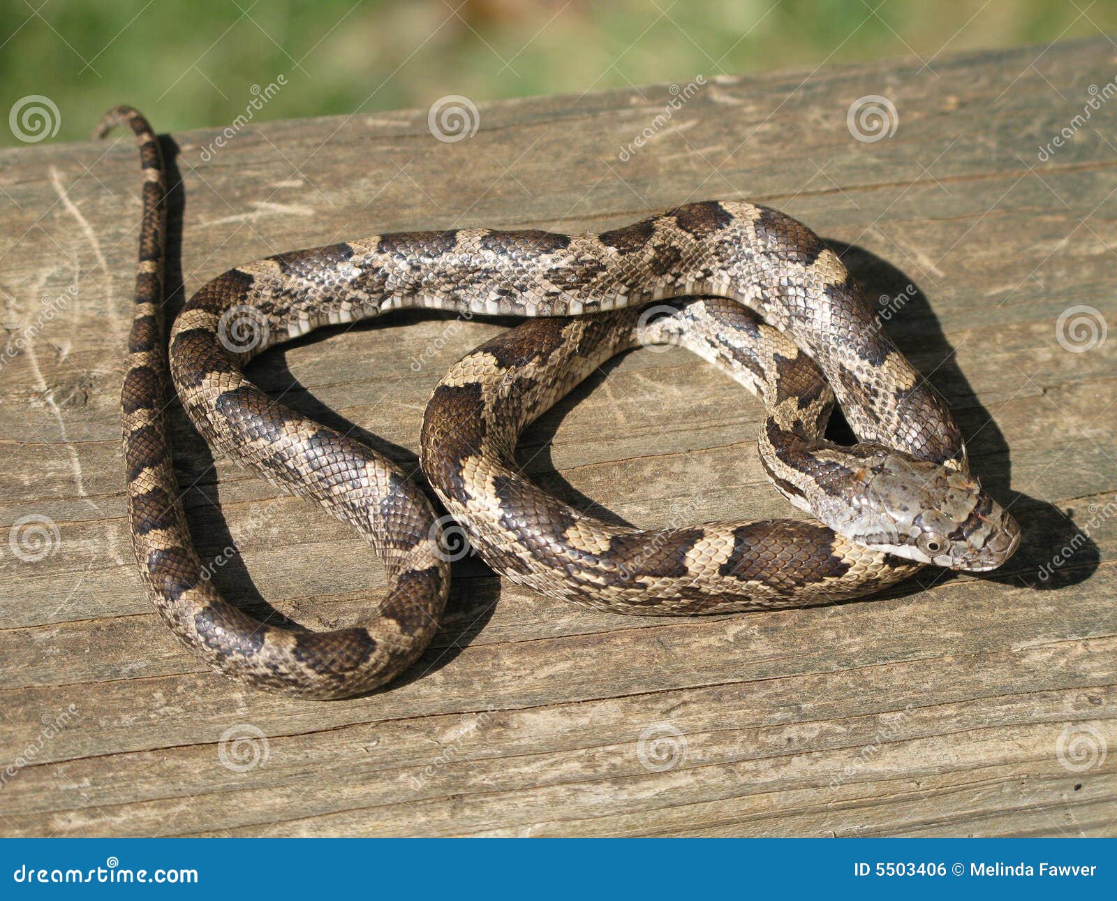 De zwarte Slang van de Rat stock foto. Image of buiten - 5503406