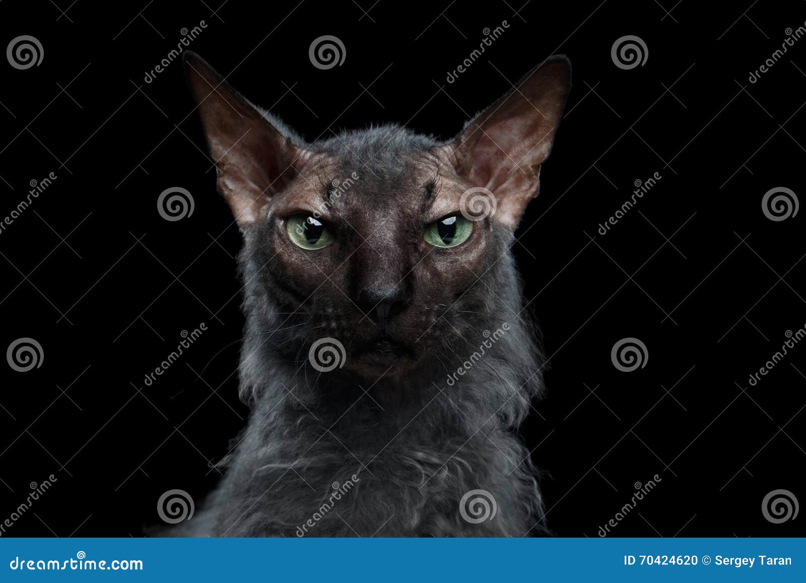 De Zwarte Van Sphynx Cat Angry Looking Van De Close-upweerwolf in ...