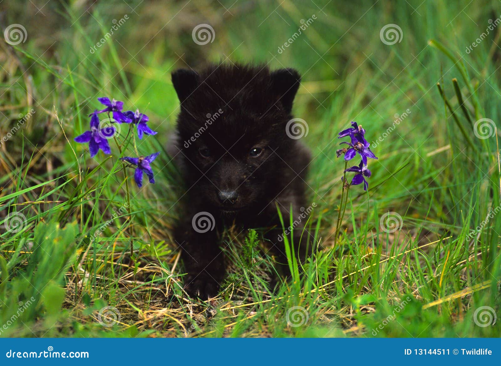 De Zwarte Wolf van de baby stock afbeelding. Image of wildernis - 13144511
