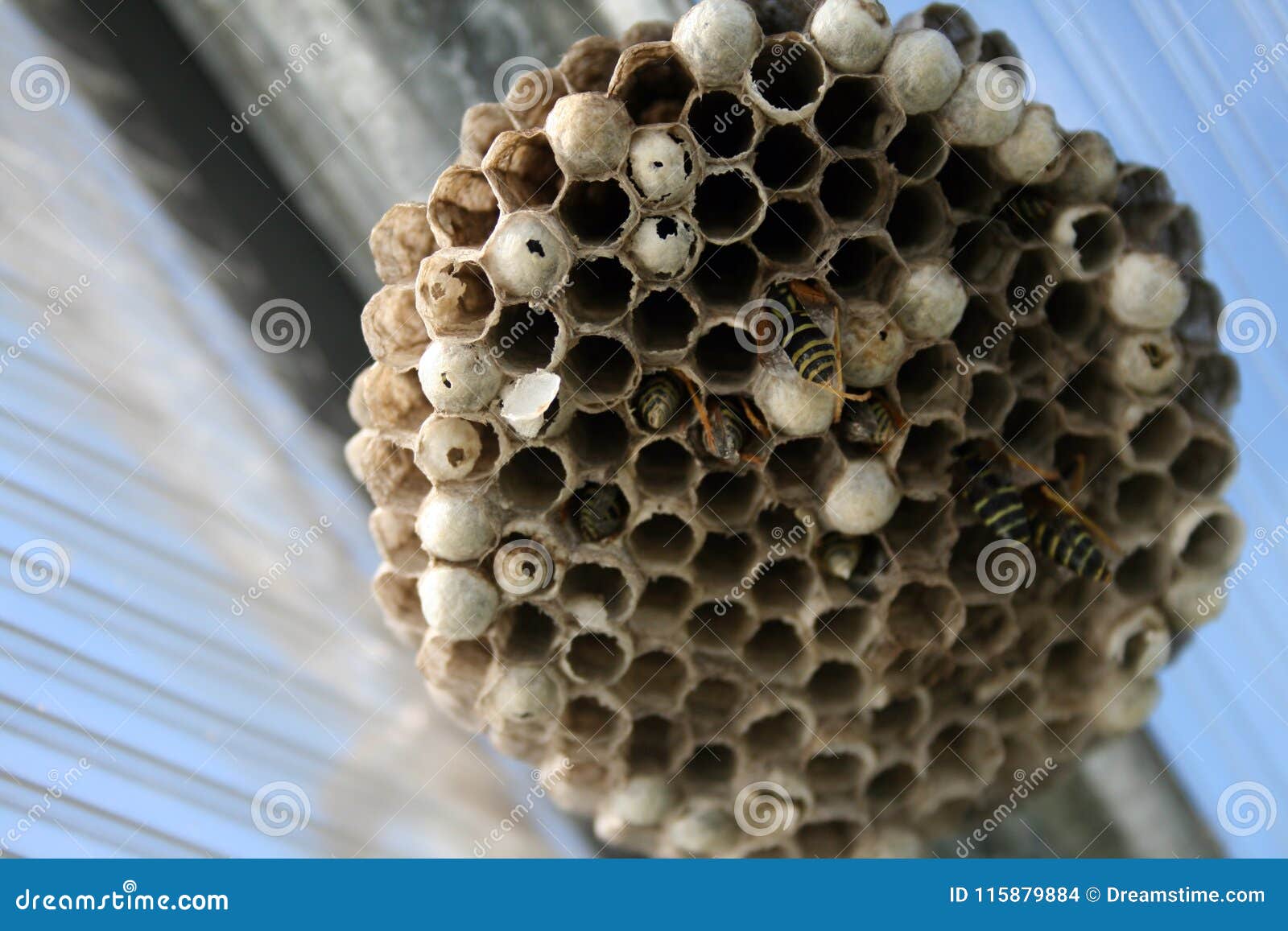 Dead and Abandoned Round Hive Stock Photo - Image of beehive, nest ...