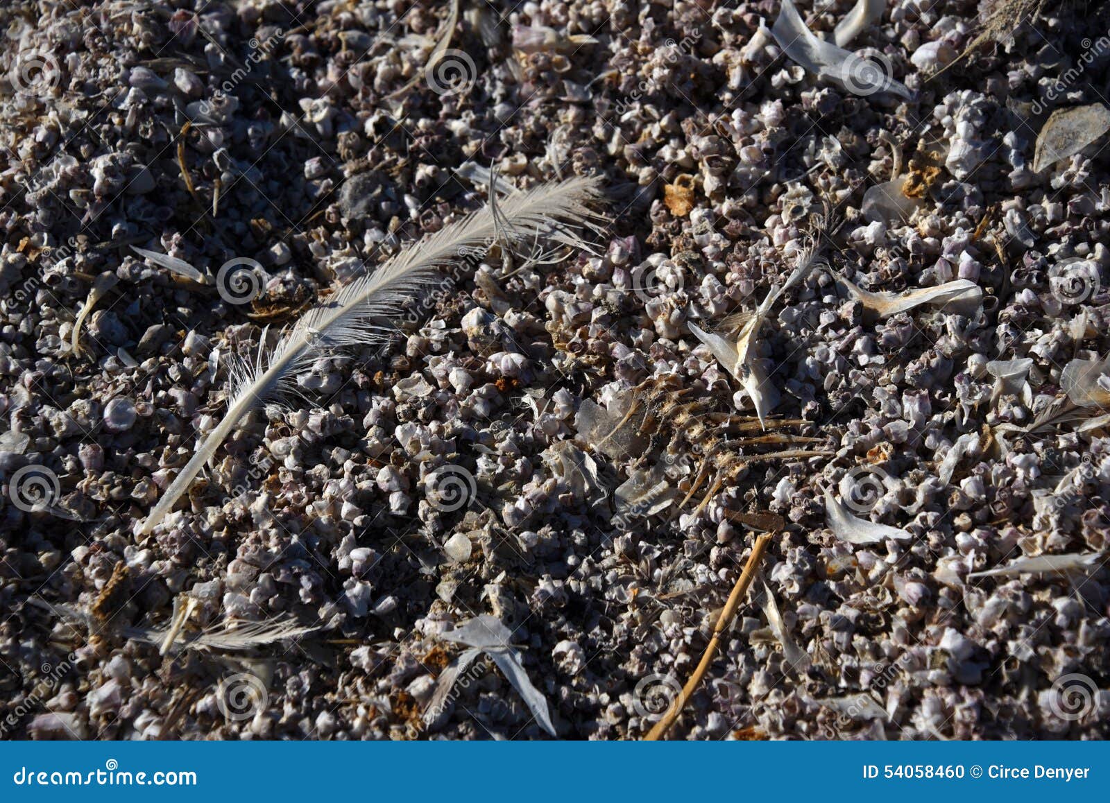 Dead Abstract Fish Bones stock photo. Image of feathers - 54058460