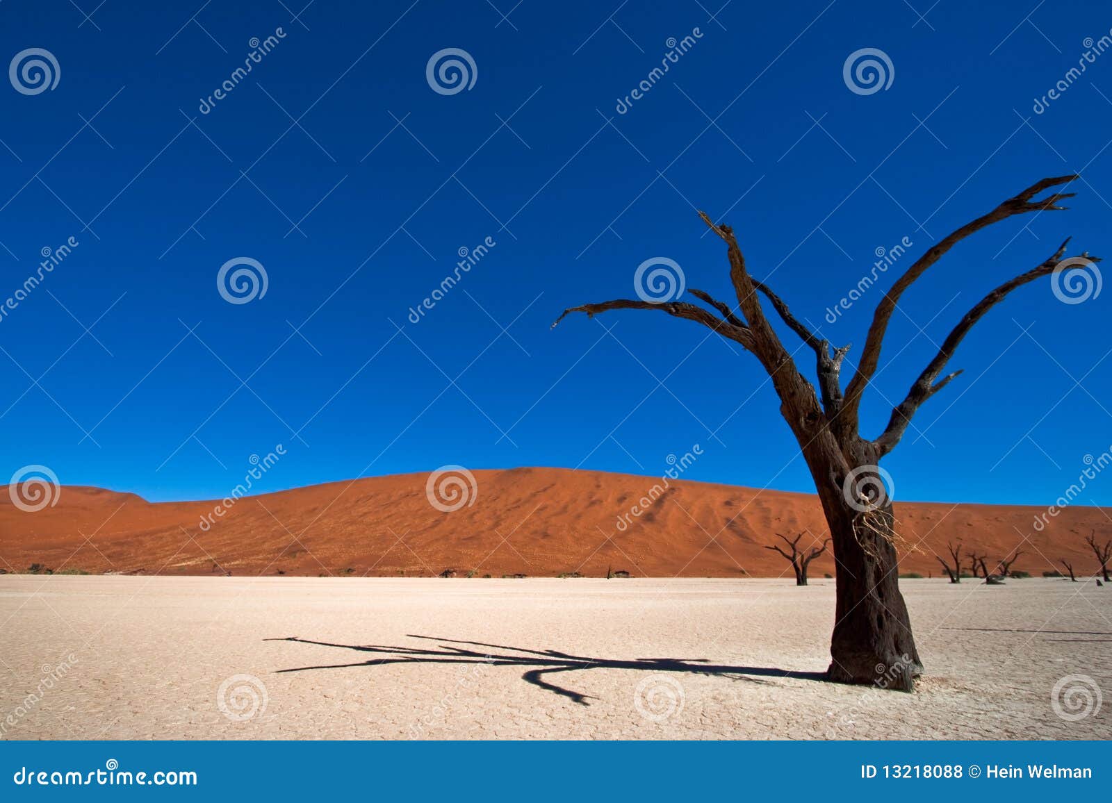 Dead Acacia Tree stock photo. Image of desert, africa - 13218088