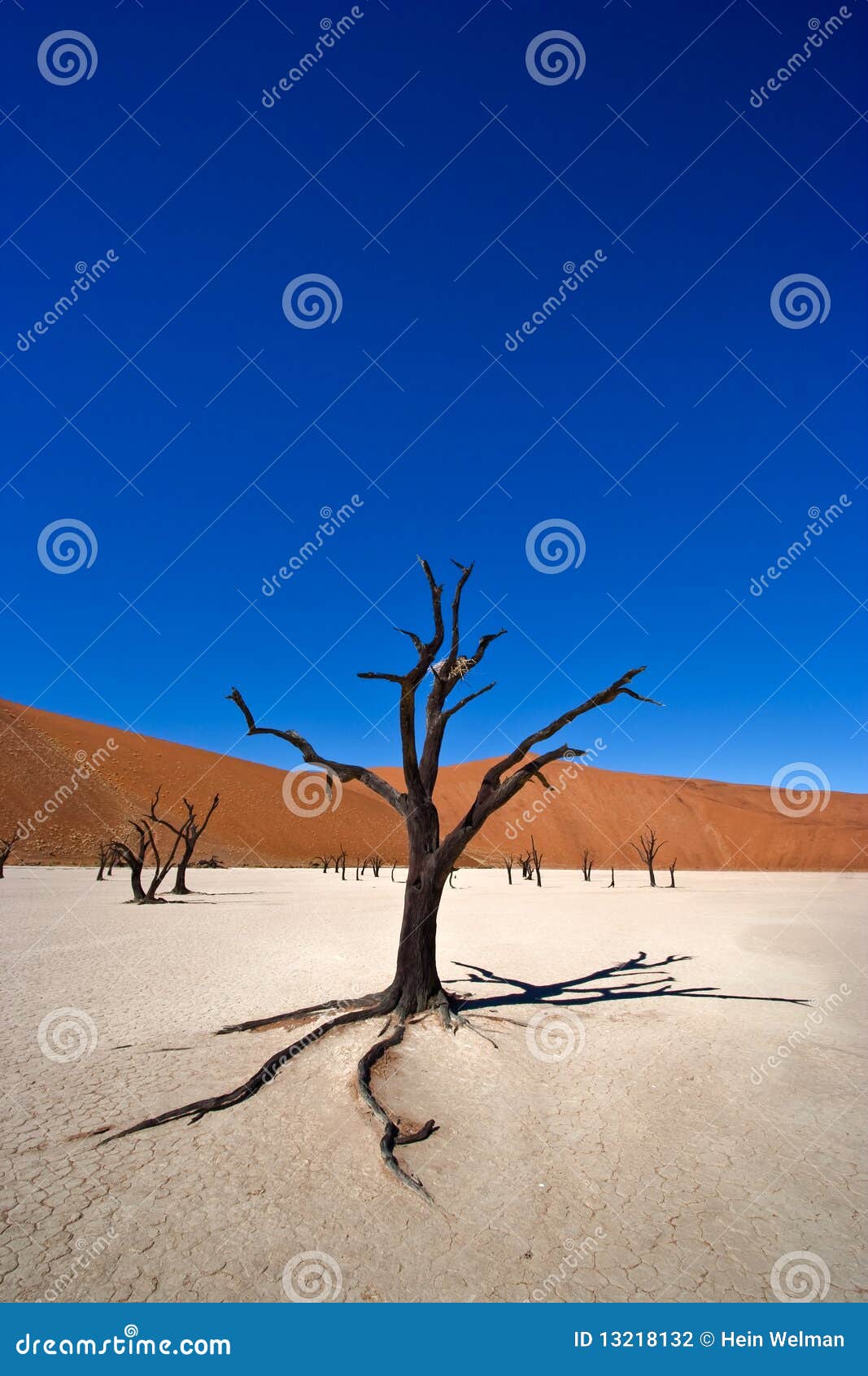 Dead Acacia Tree stock photo. Image of feeling, desert - 13218132