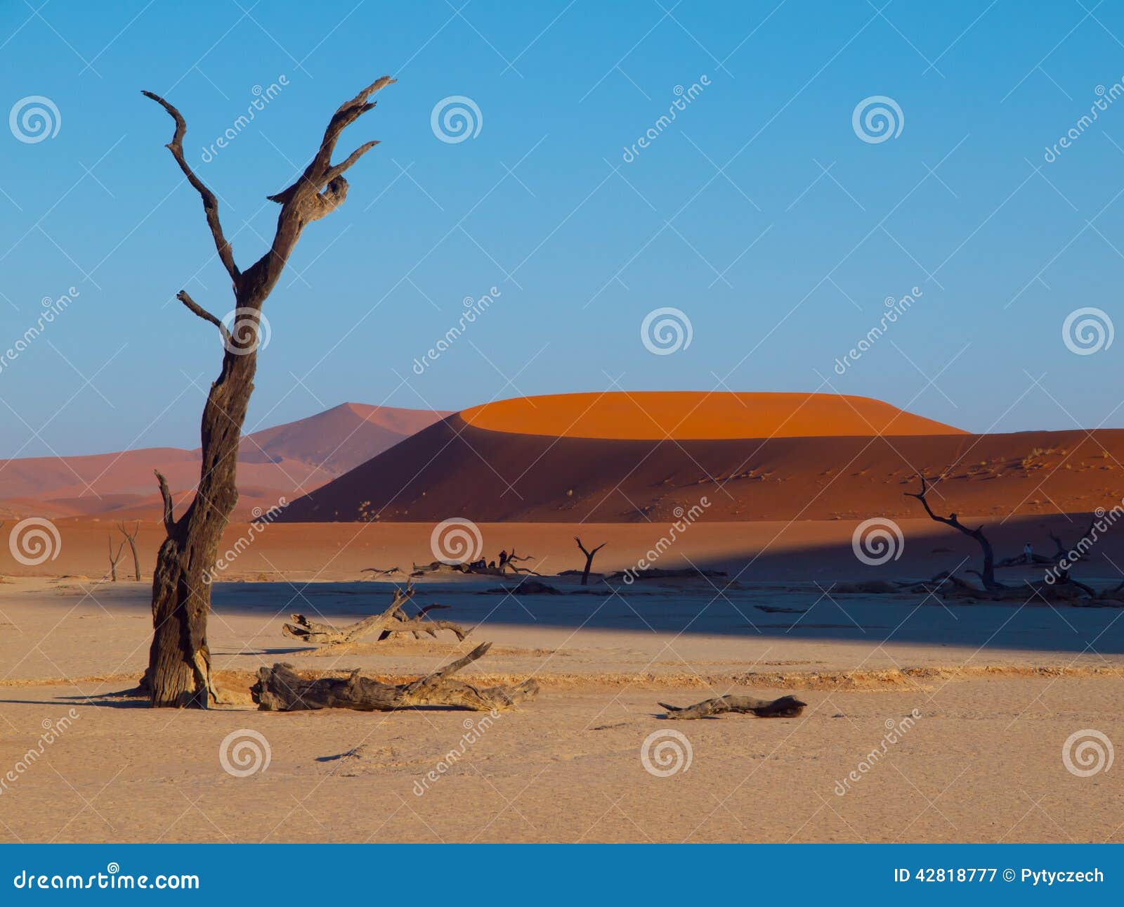 Dead Acacia Tree in Deadvlei Stock Image - Image of nature, majestic ...