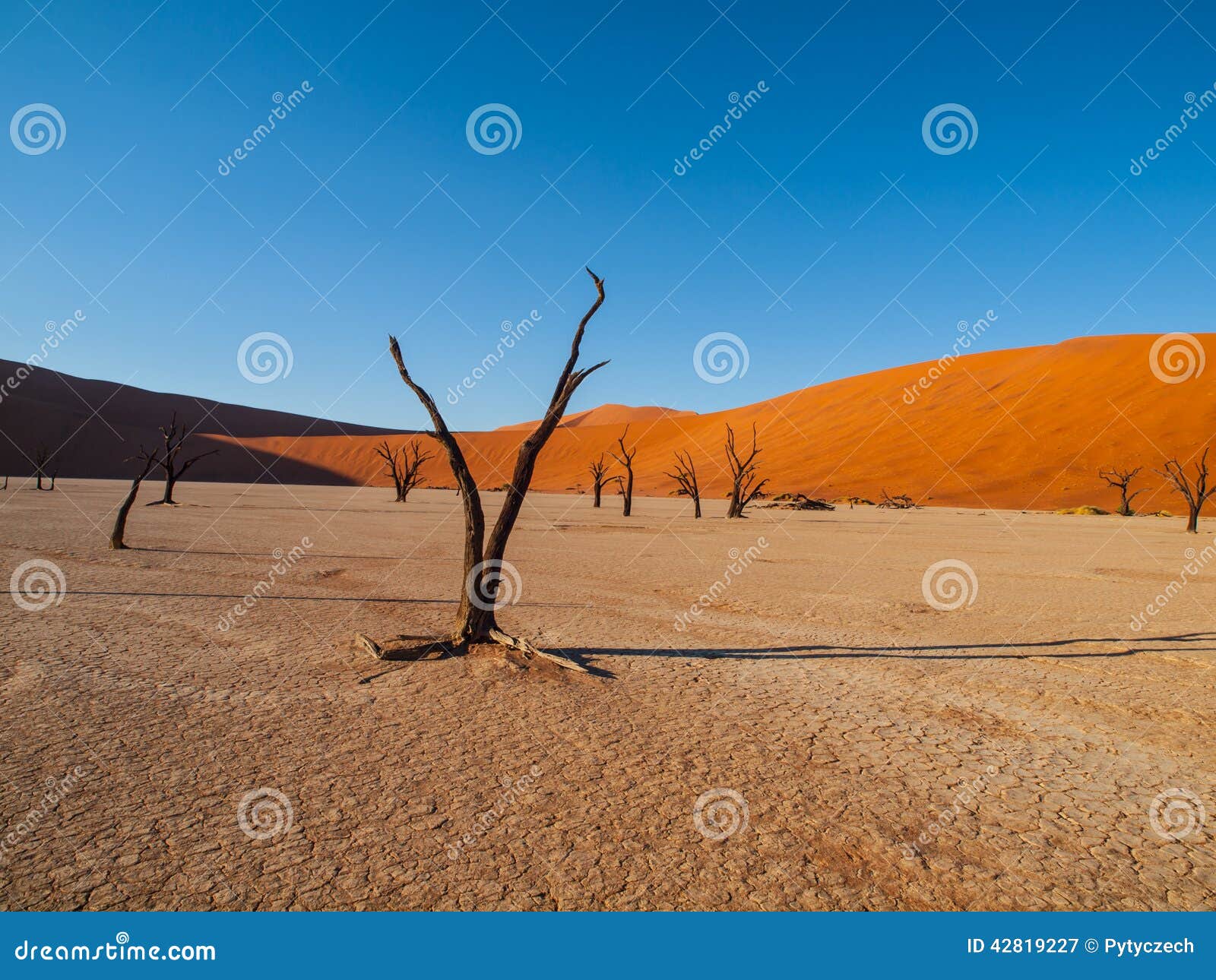 Dead Acacia Tree in Deadvlei Stock Image - Image of scenery, national ...
