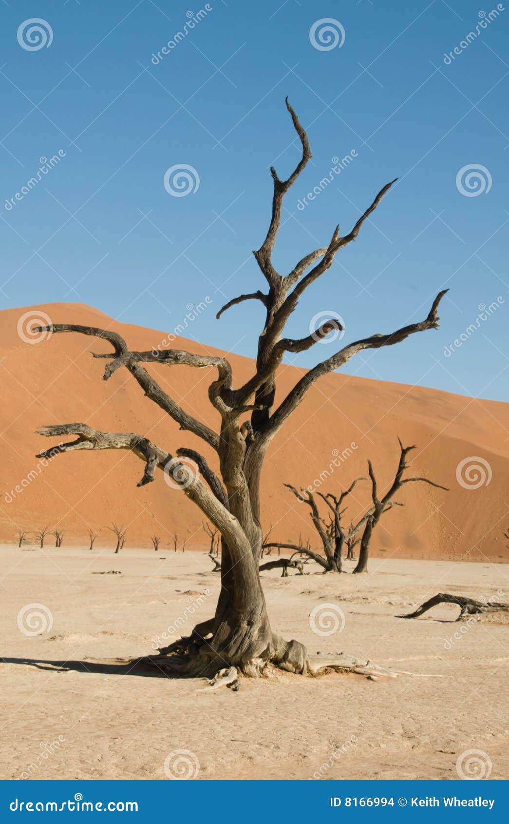 Dead acacia tree in desert stock photo. Image of desolate - 8166994