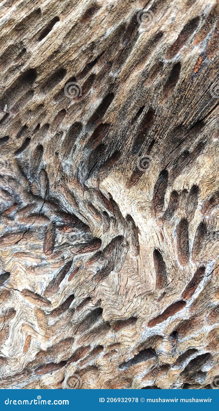 Dead acacia tree pattern stock photo. Image of tree - 206932978