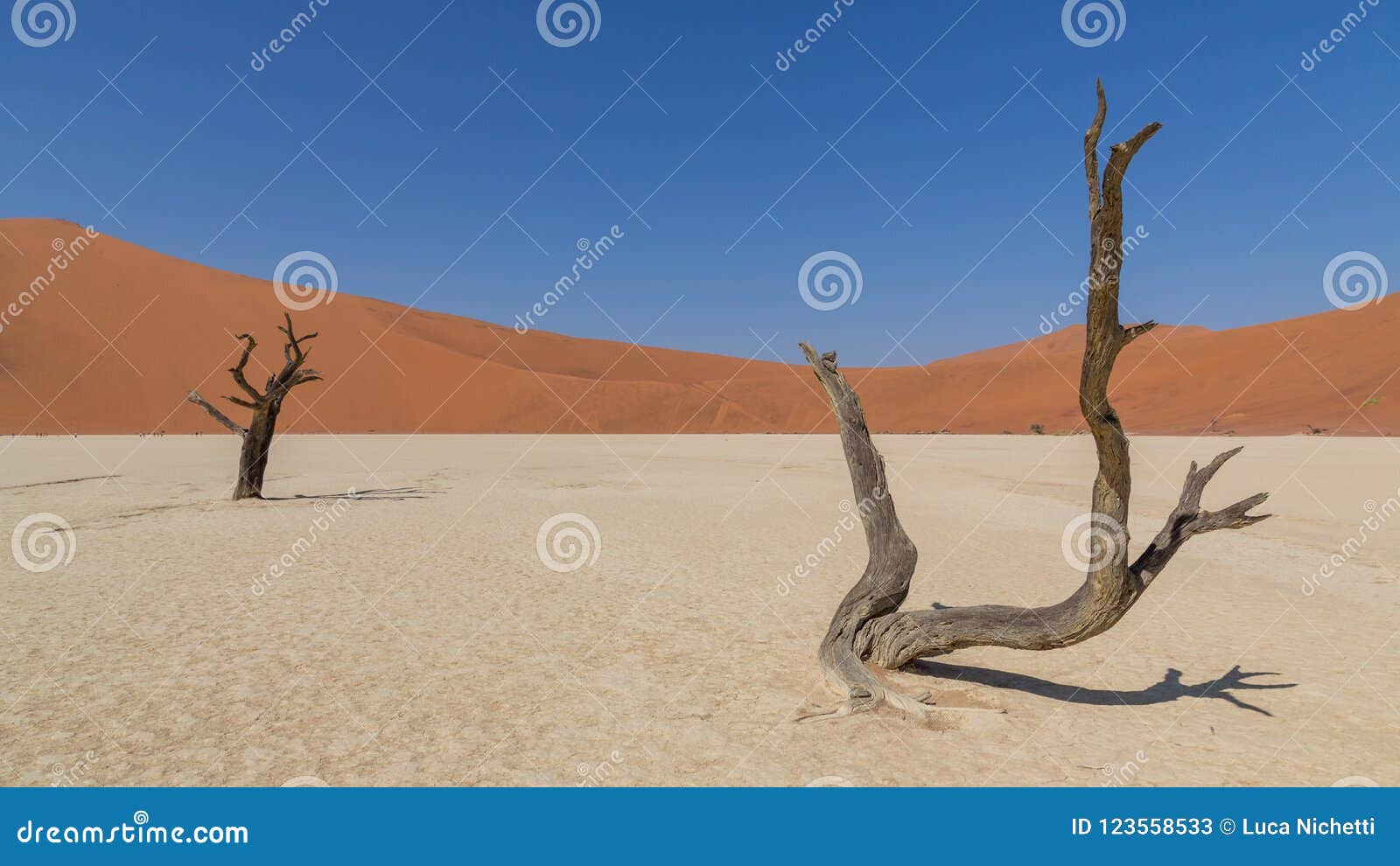 Dead Acacia Trees in DeadVlei, Sossusvlei, Namibia Stock Image - Image ...