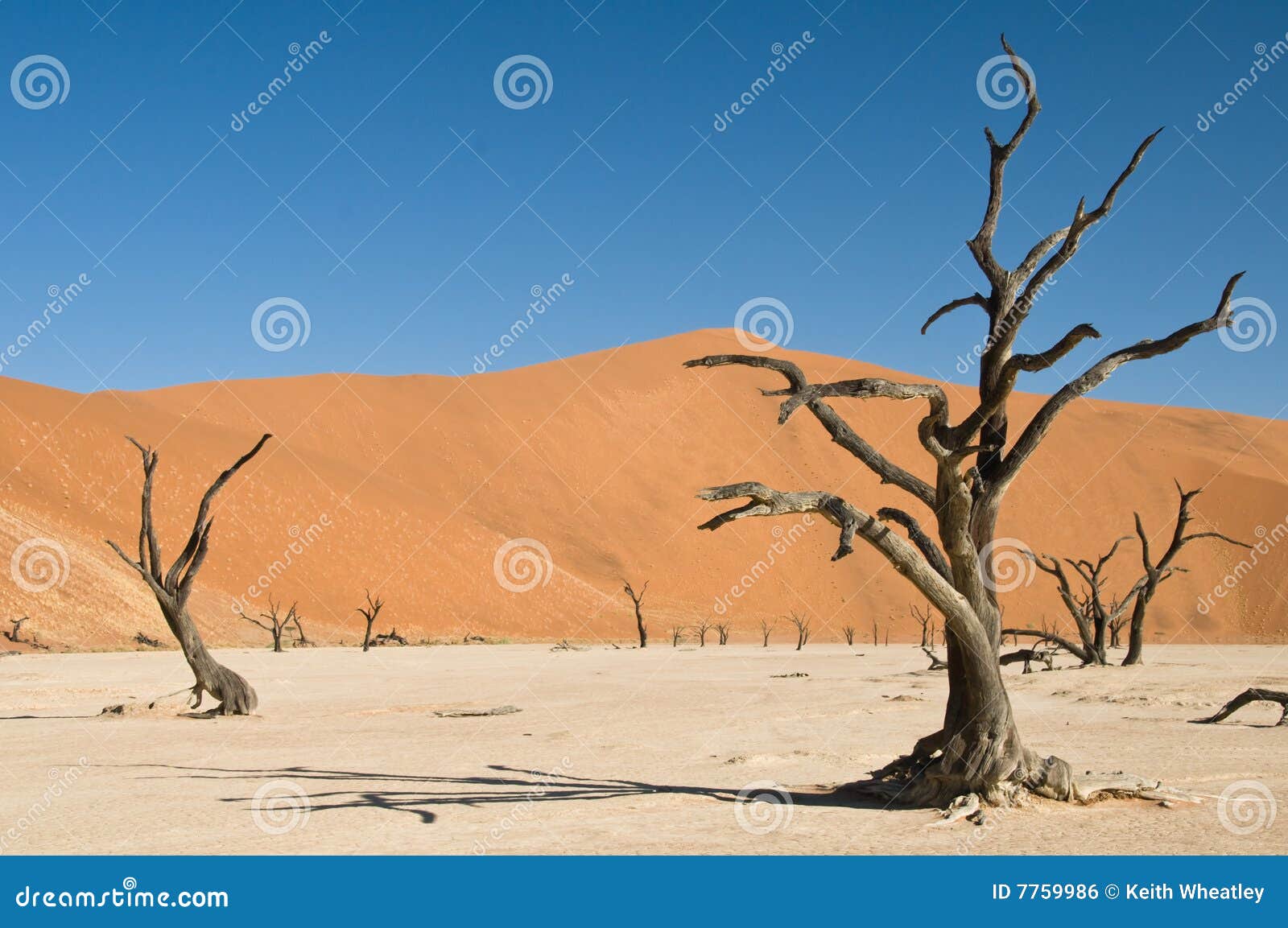 Dead Acacia Trees in Desert Stock Photo - Image of vista, dune: 7759986