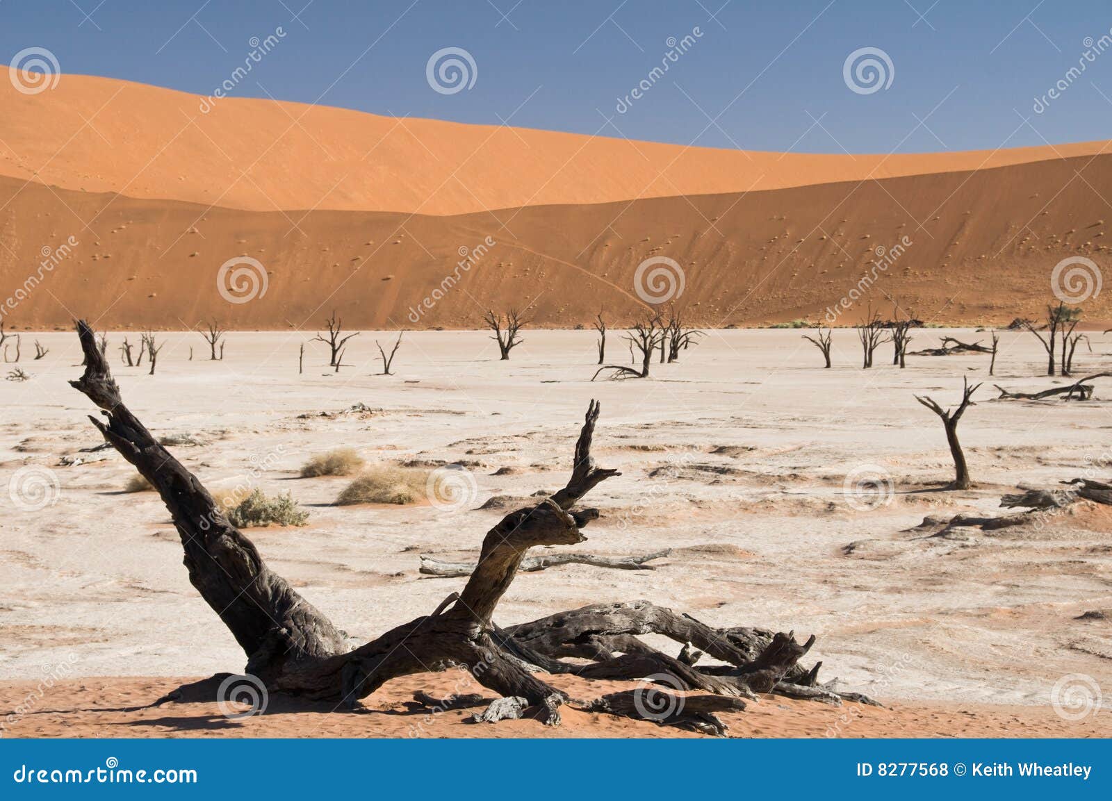 Dead Acacia Trees in Desert Stock Photo - Image of africa, surreal: 8277568