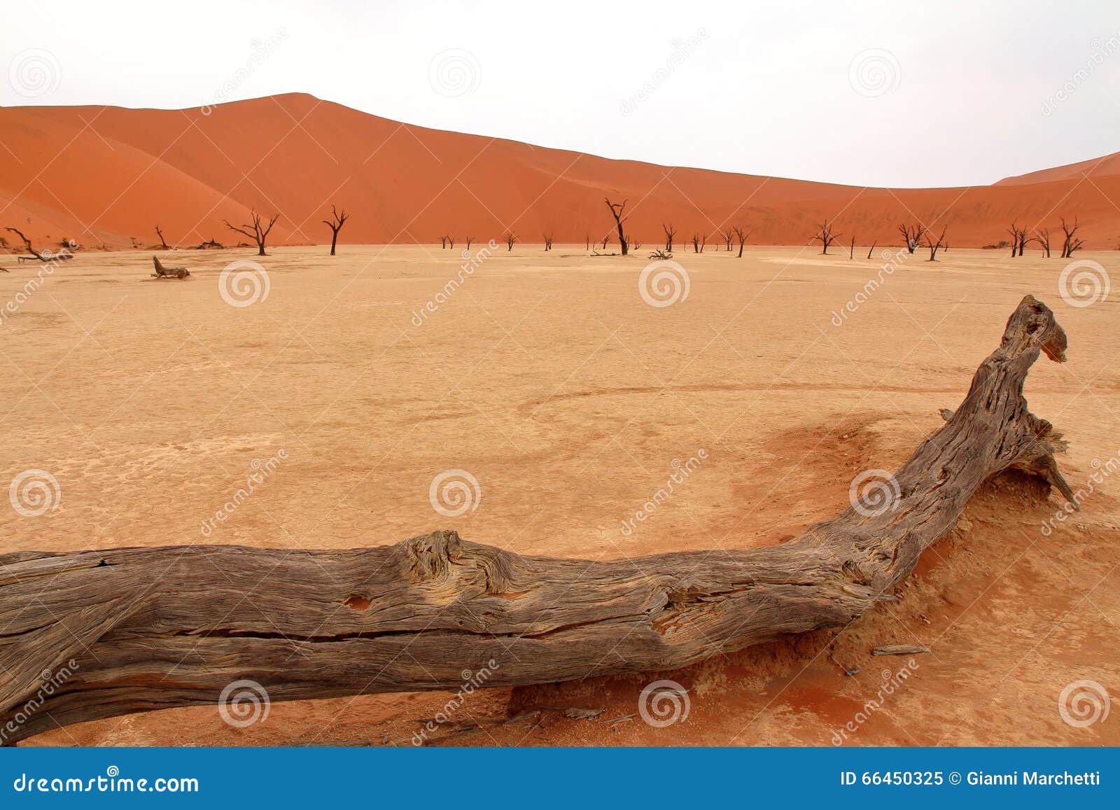 Dead acacia trees stock image. Image of environmental - 66450325