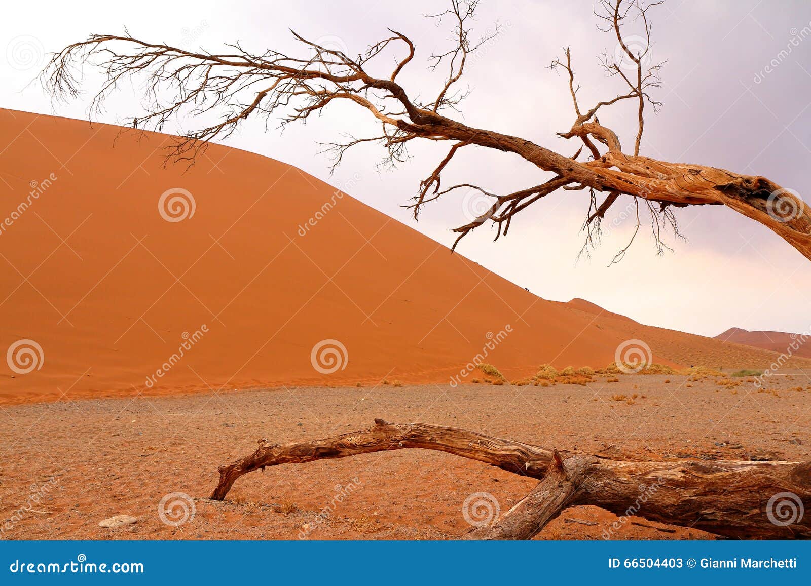 Dead acacia trees stock image. Image of people, acacia - 66504403