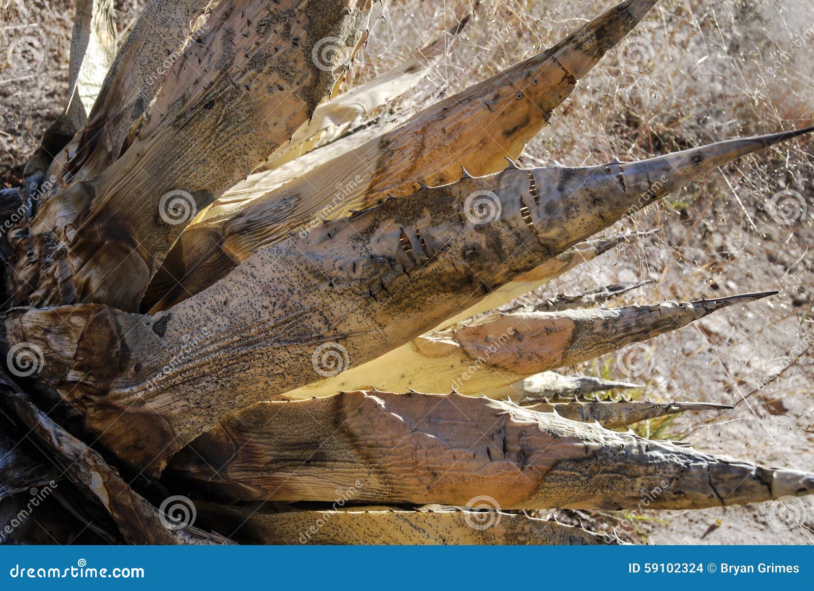 Dead Agave stock photo. Image of arid, dead, arizona - 59102324