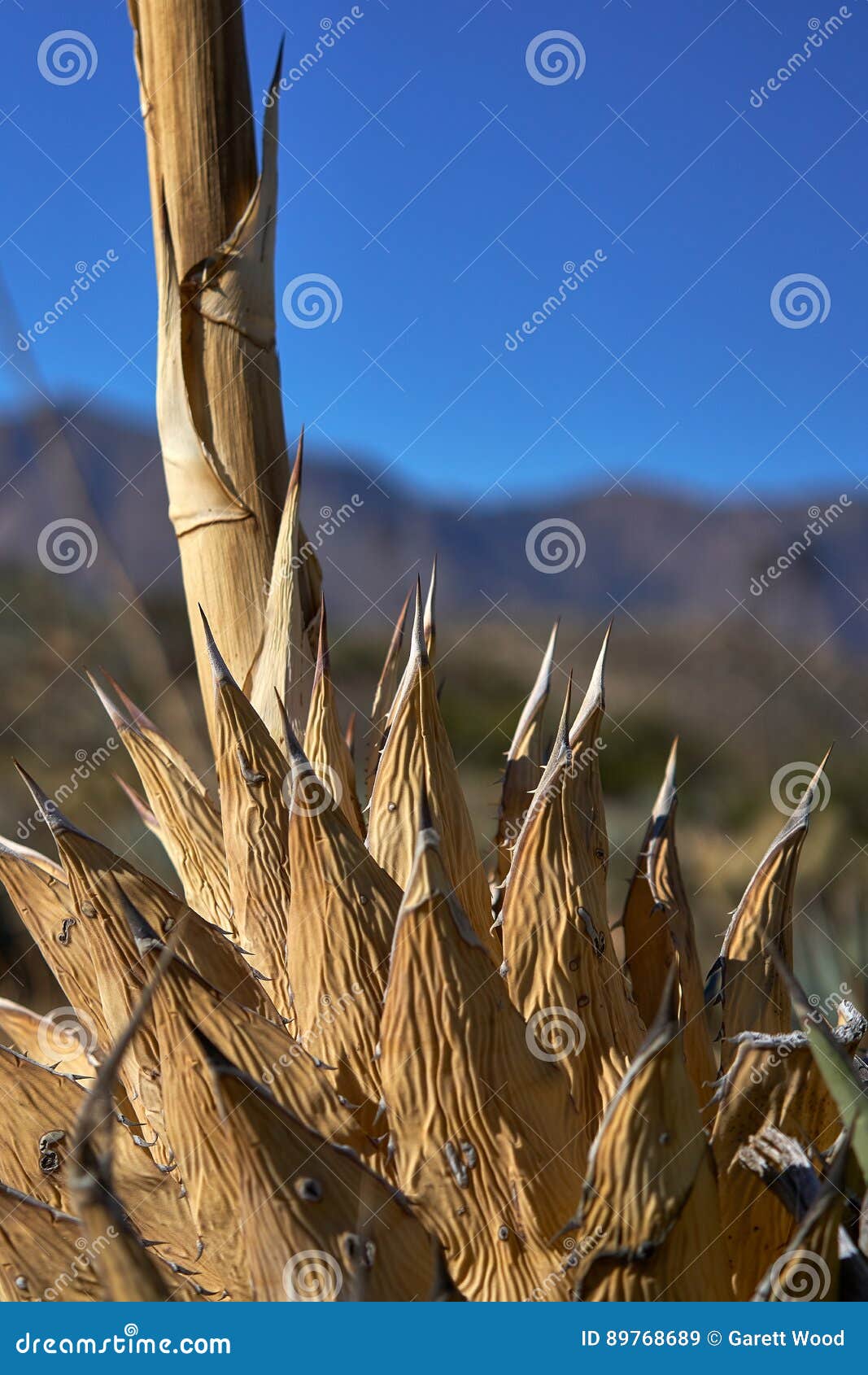 Dead agave plant stock image. Image of outdoor, agave - 89768689