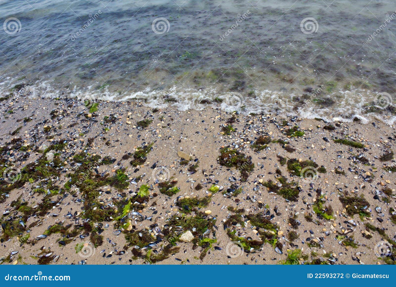 Dead algae stock photo. Image of background, pollution - 22593272
