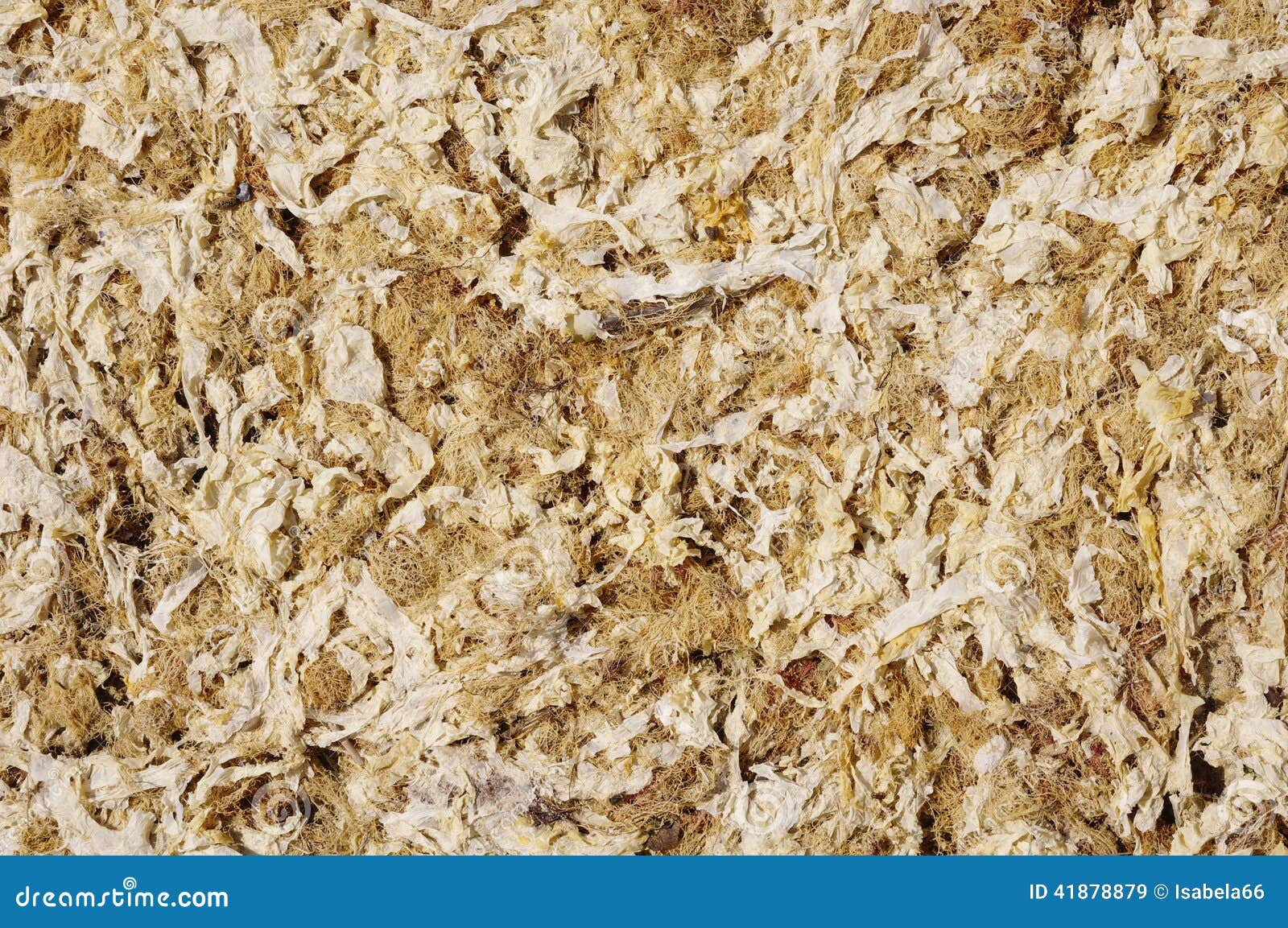 Dead Algae Cystoseira Closeup Stock Image - Image of alga, horizontal ...