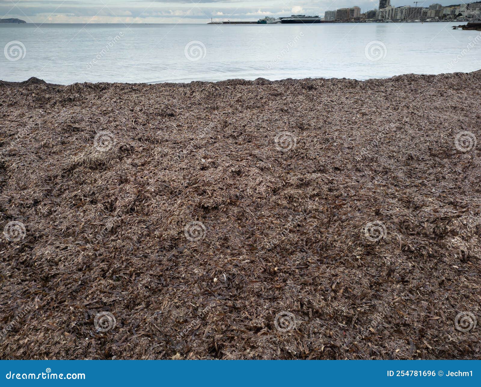 Dead Algae at the End of Summer on an Island in the Mediterranean Sea ...