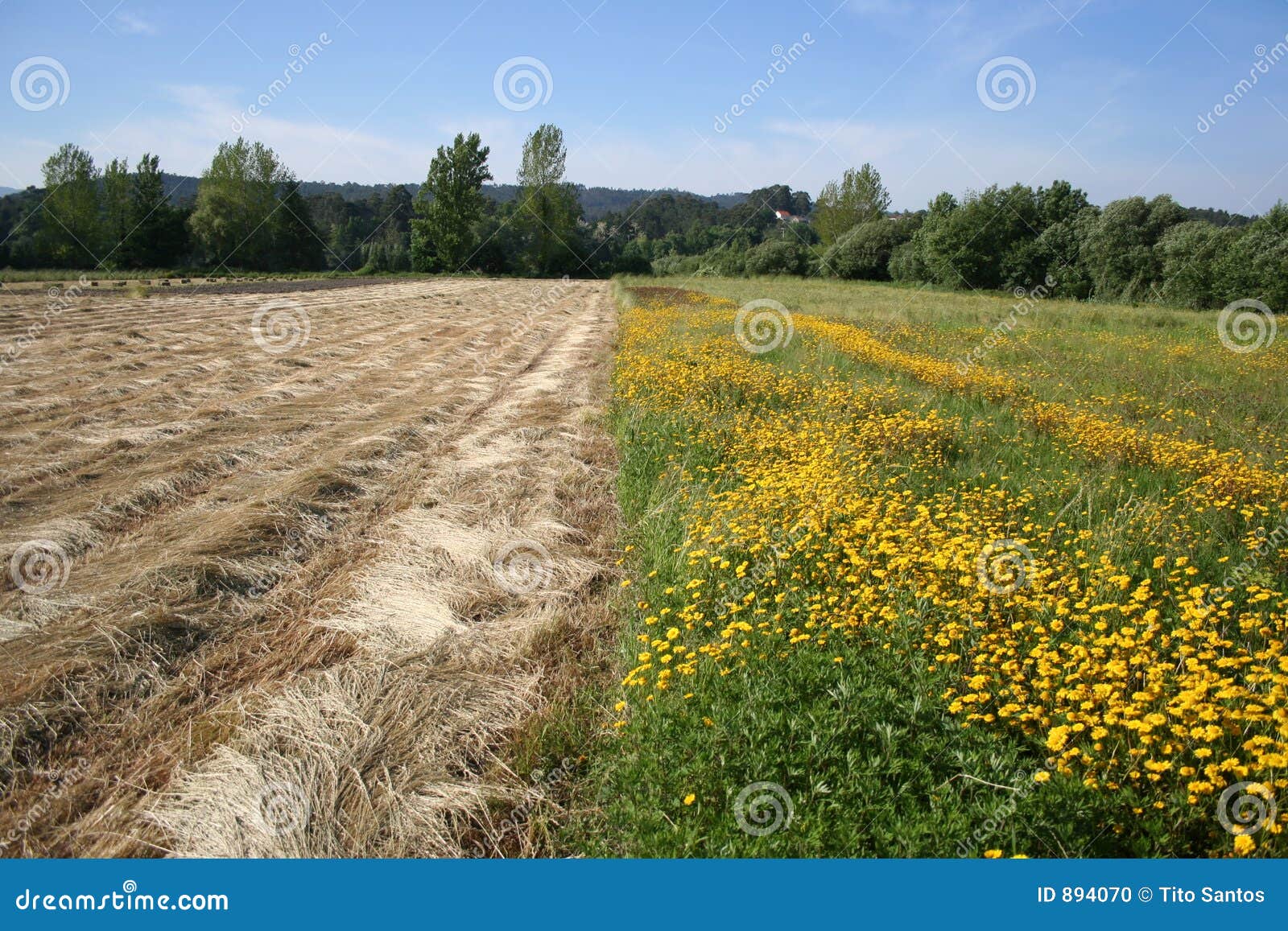 Dead and Alive stock photo. Image of nature, alive, field - 894070